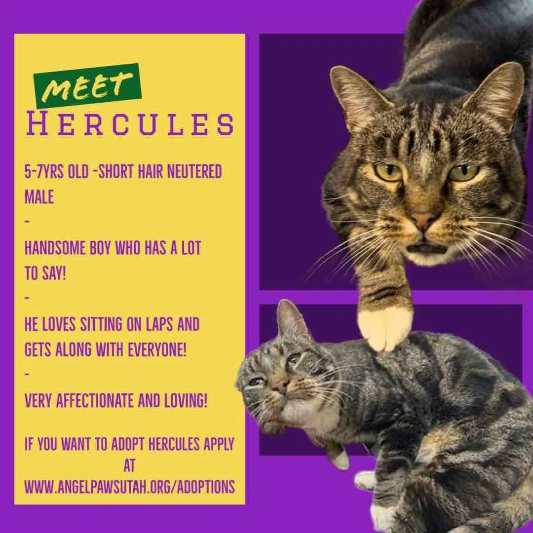 Adoptions — Angel Paws Utah