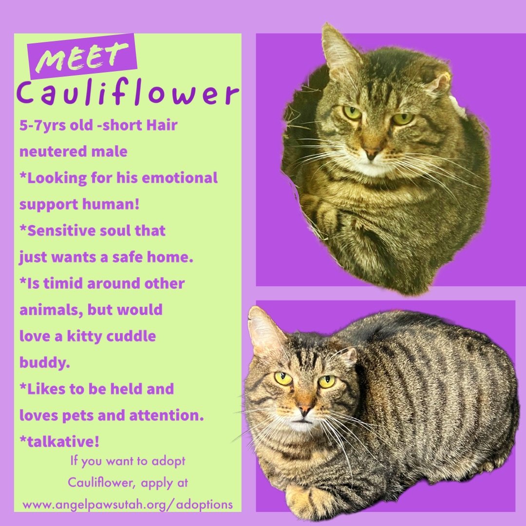 Adoptions — Angel Paws Utah