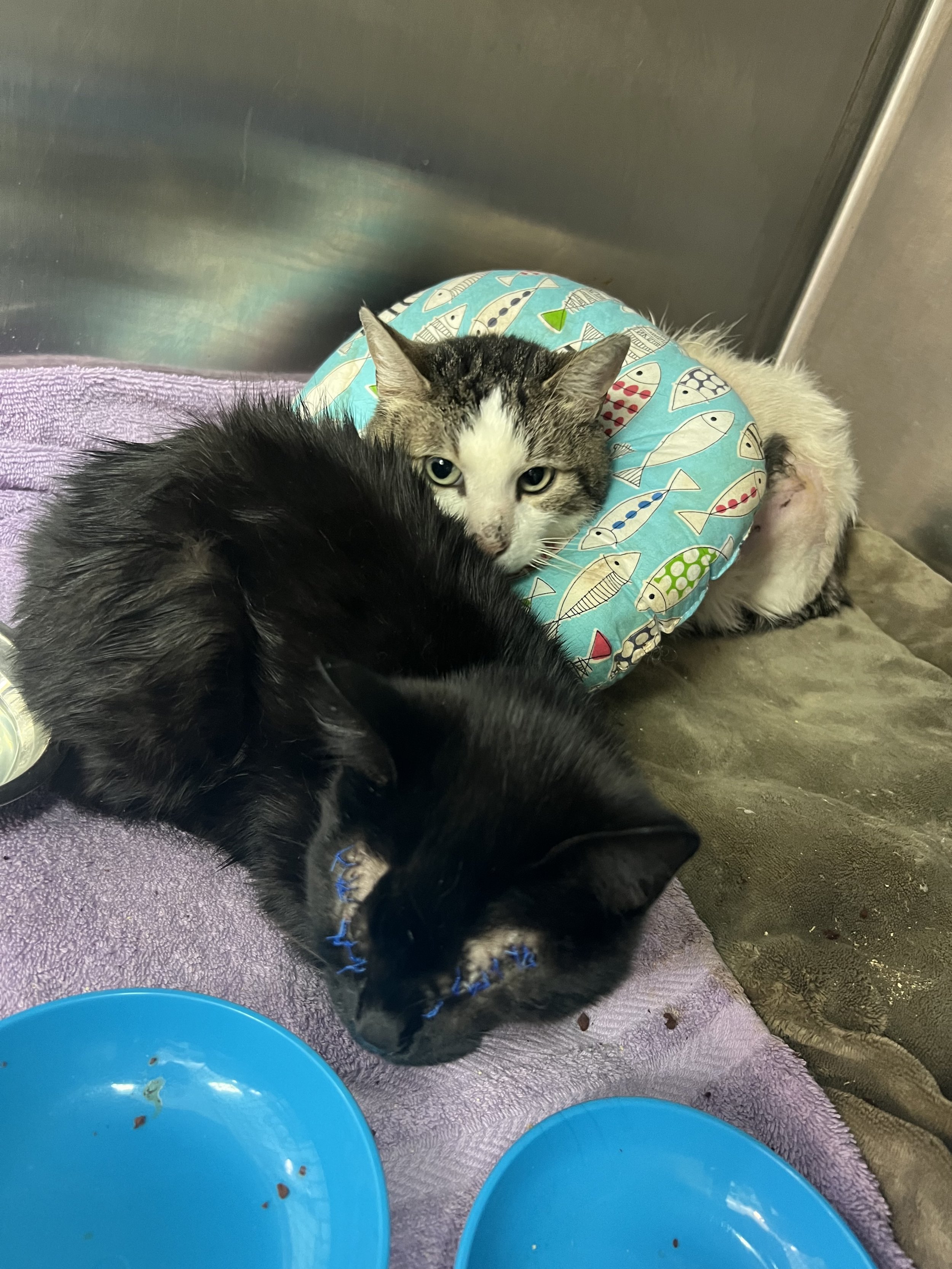 Adoptions — Angel Paws Utah