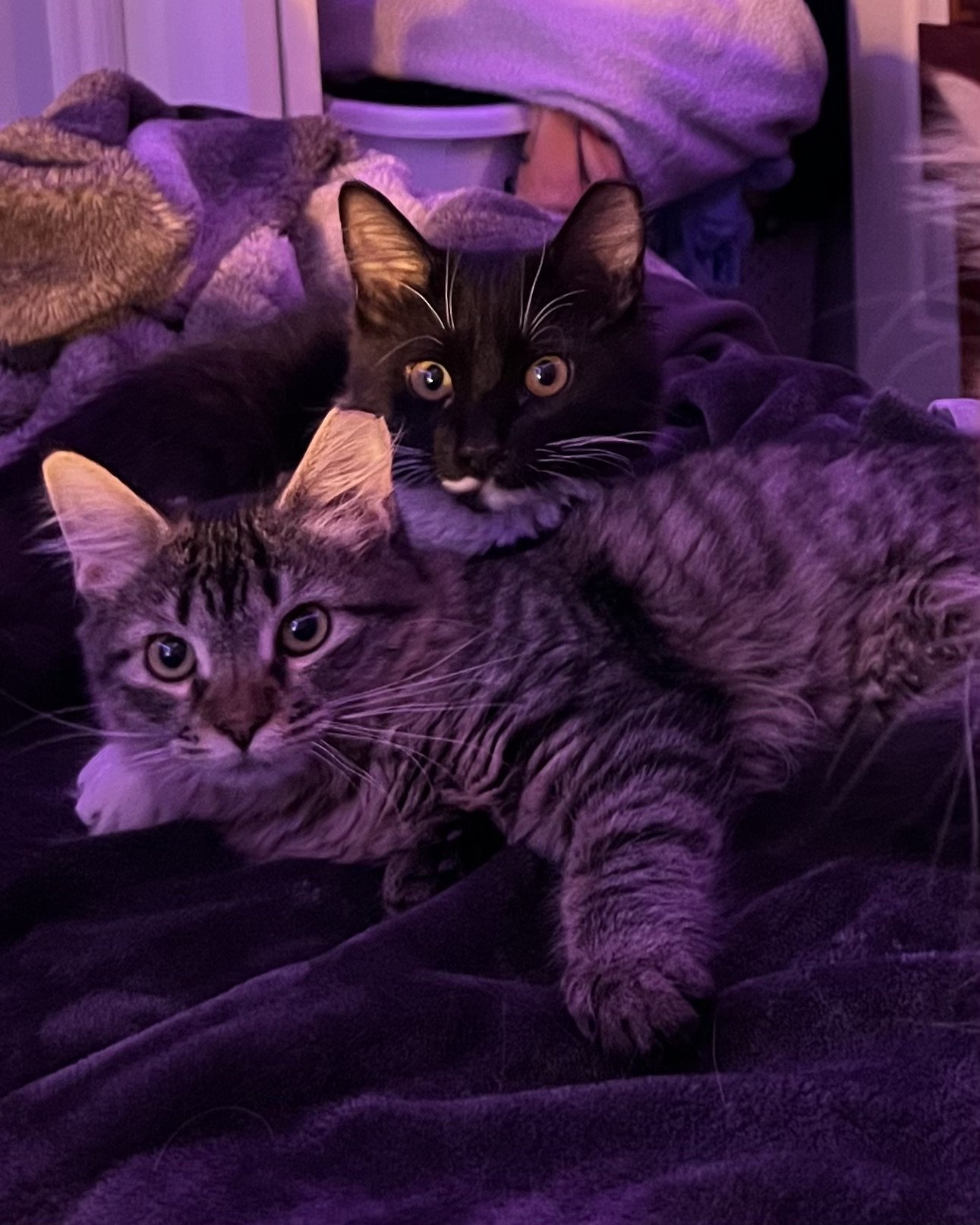 Adoptions — Angel Paws Utah