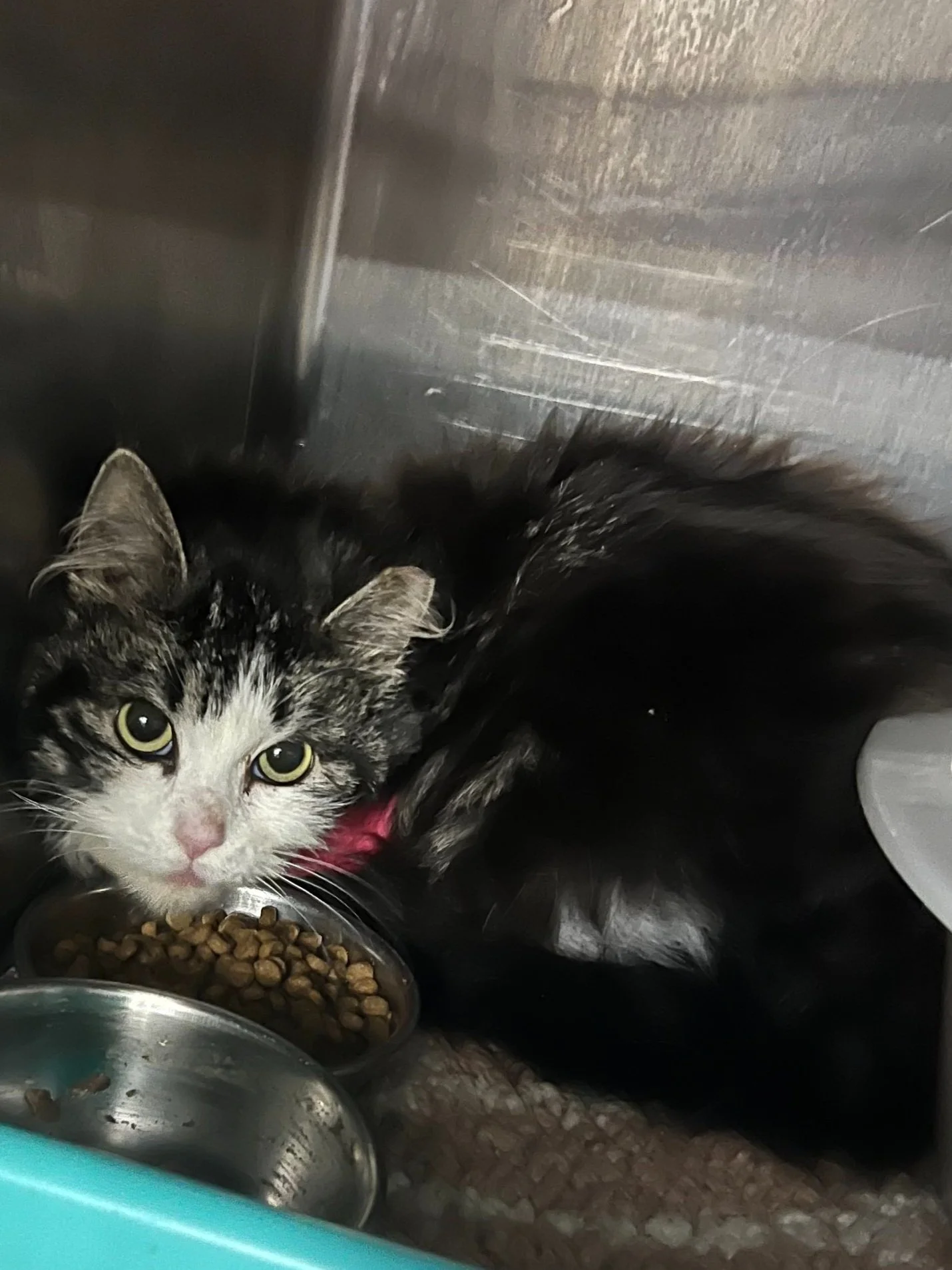 Adoptions — Angel Paws Utah