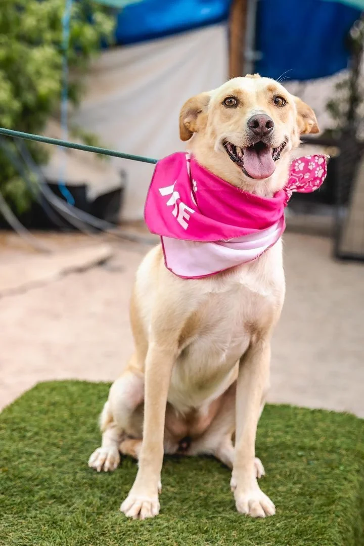 Adopt Me! — Saving Baja Paws