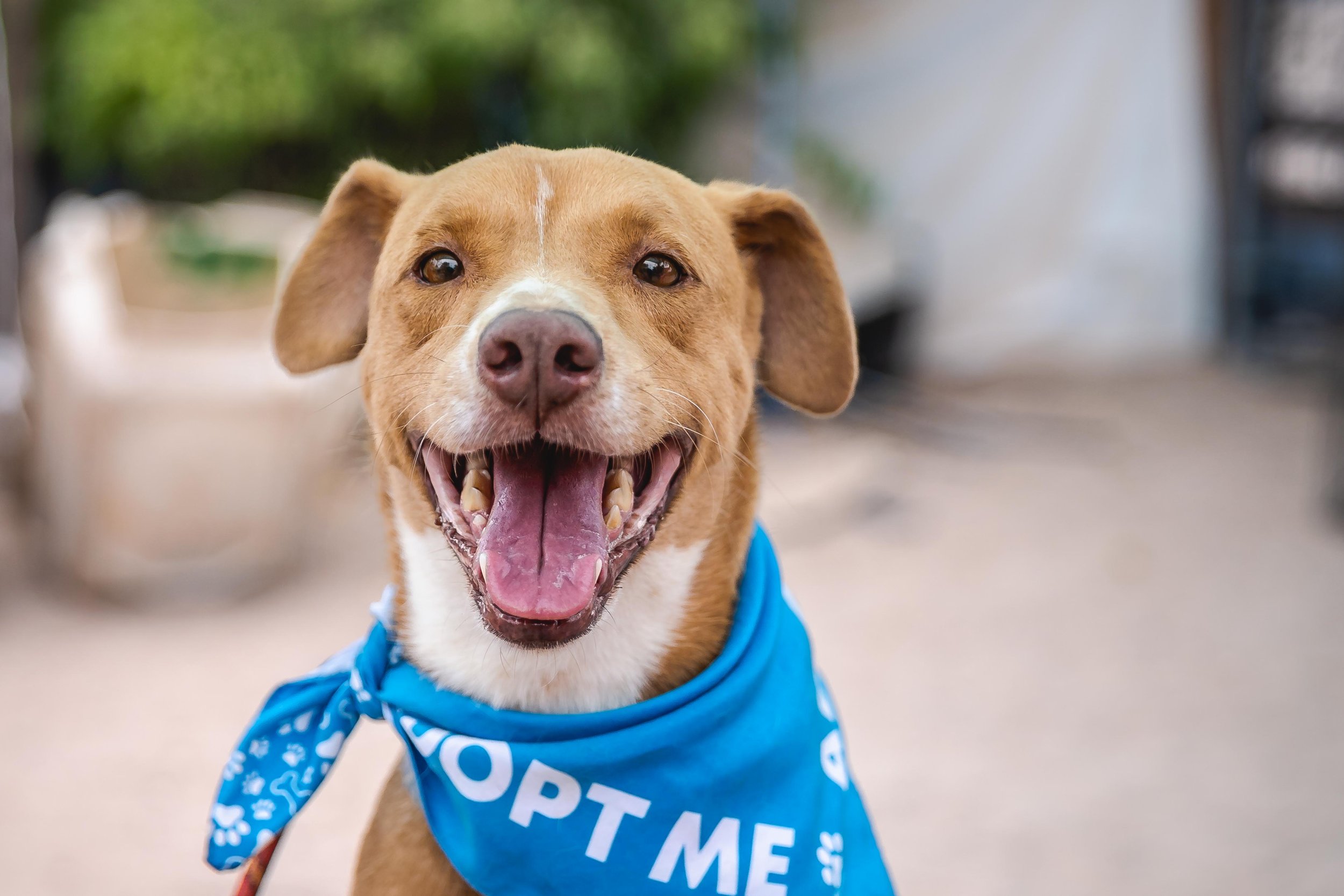Adopt Me! — Saving Baja Paws