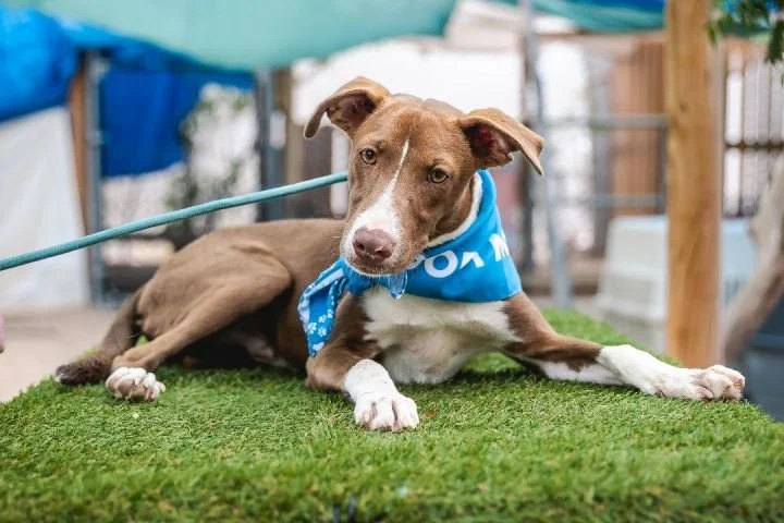 Adopt Me! — Saving Baja Paws