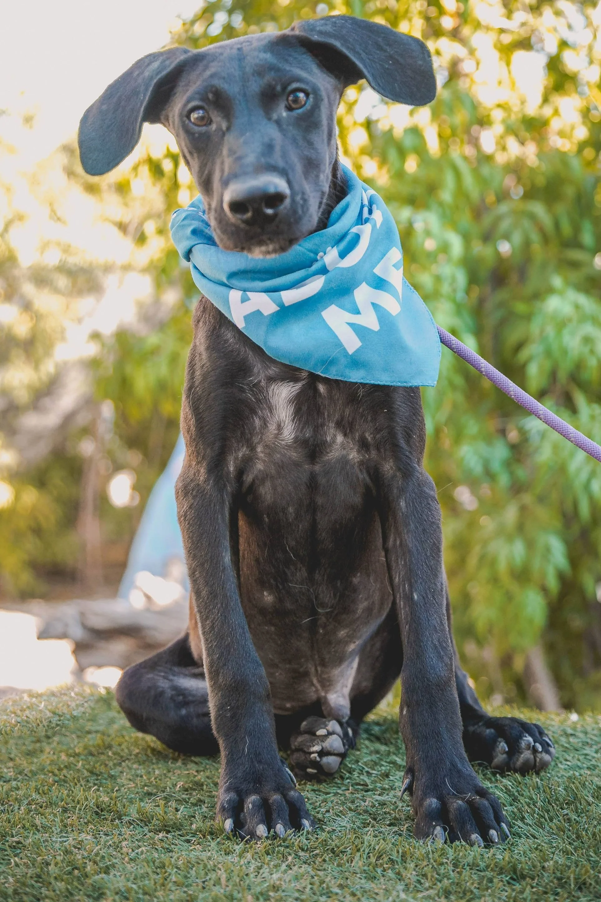 Adopt Me! — Saving Baja Paws