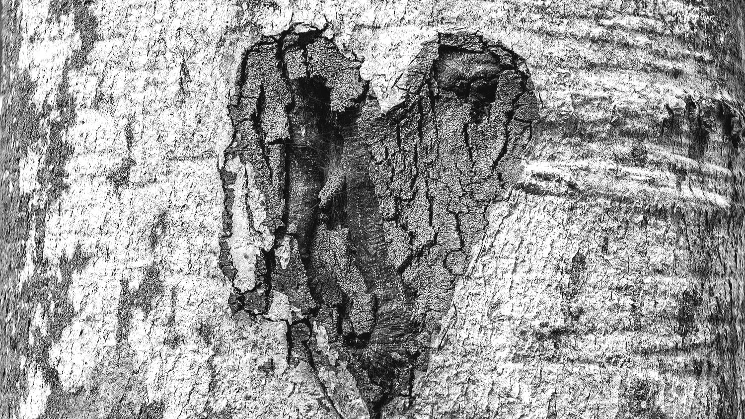 Narbenbehandlung und Rekonstruktion — Hauptsachehaut