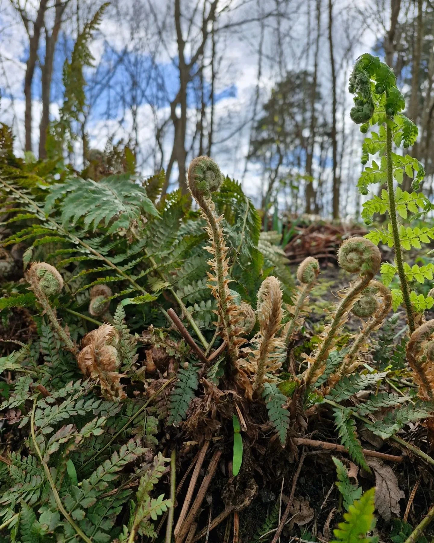 how going for a walk really does clear your head — Tansy in the Wild