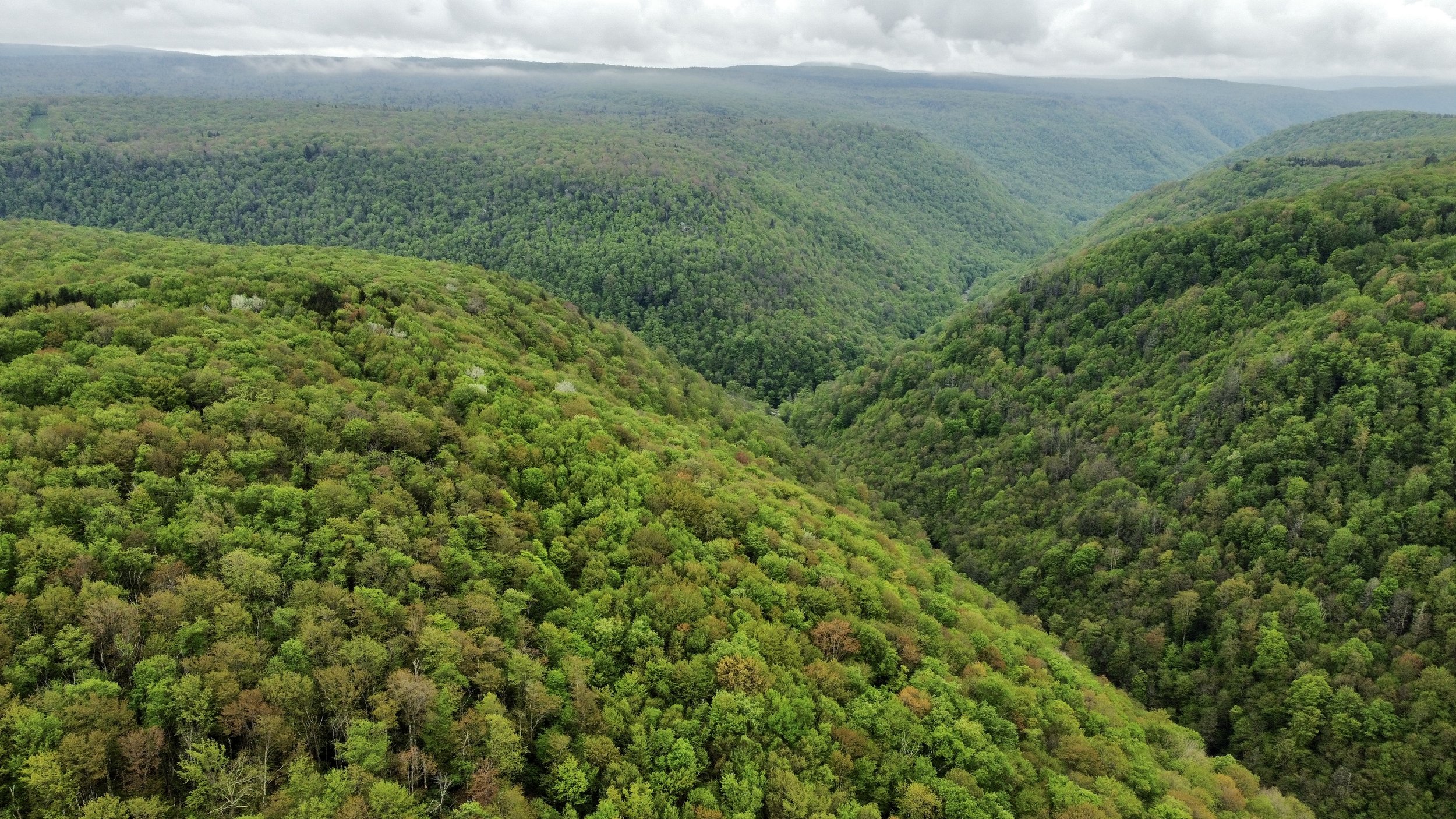 Climate Forests | Protect Forests Today — Act Now — Friends of Blackwater