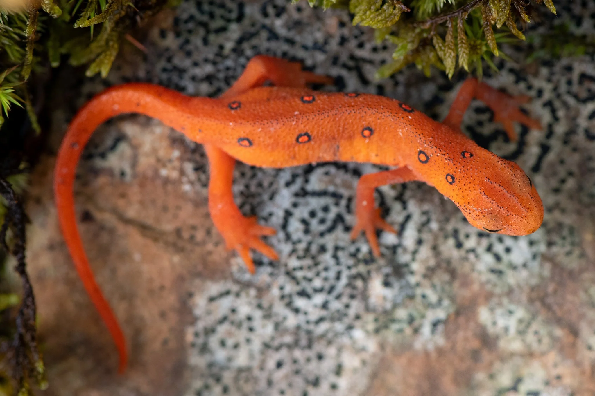 Baby Orange Salamander