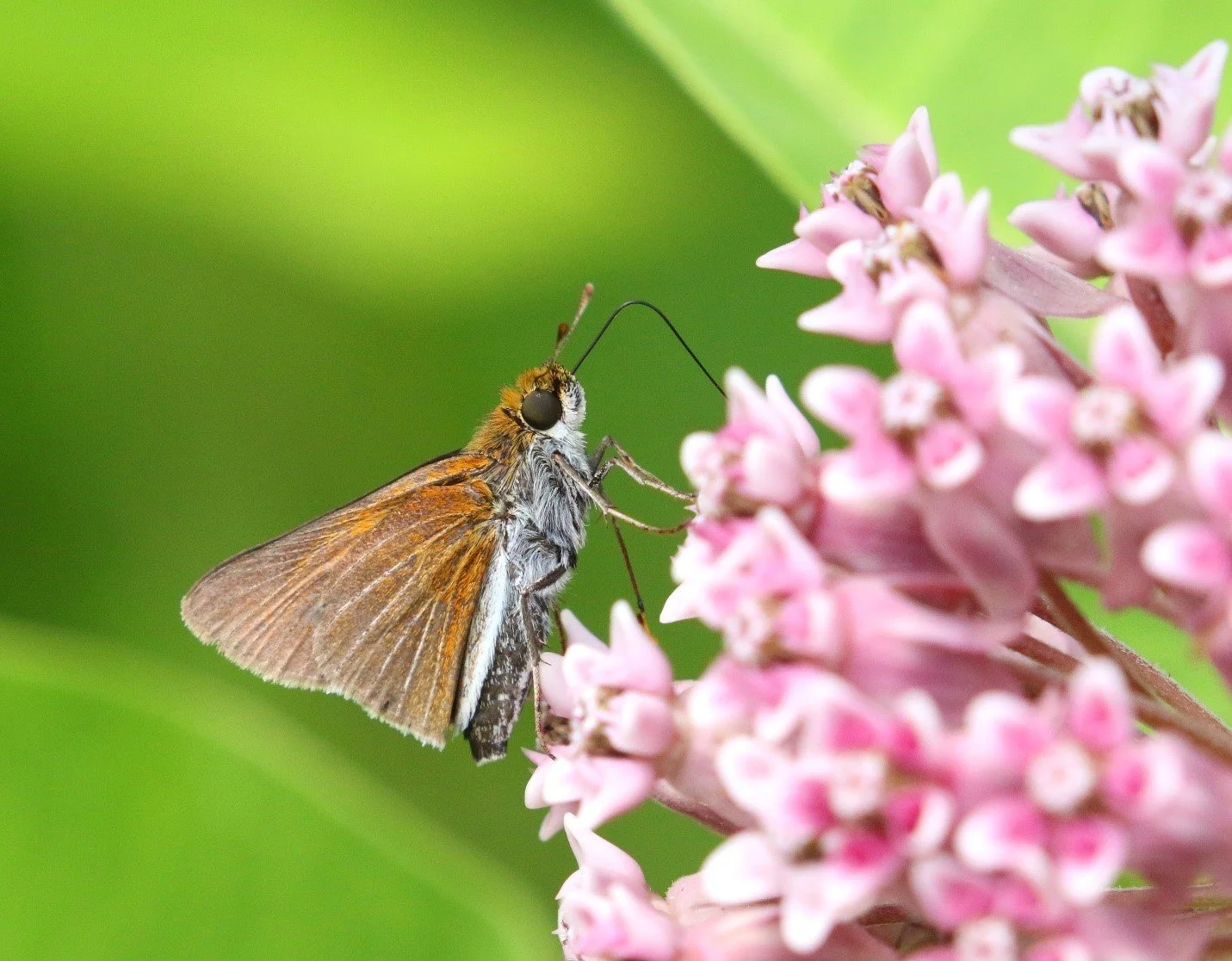 Insects — Friends of Blackwater