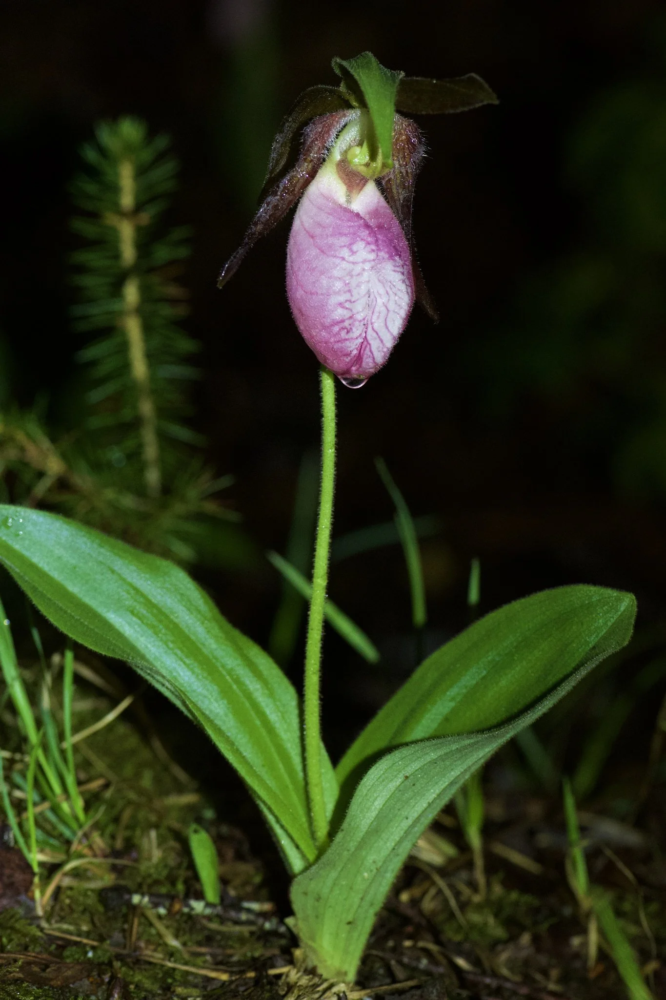 Flowering Plants | Discover Local Flora Today — Friends of Blackwater