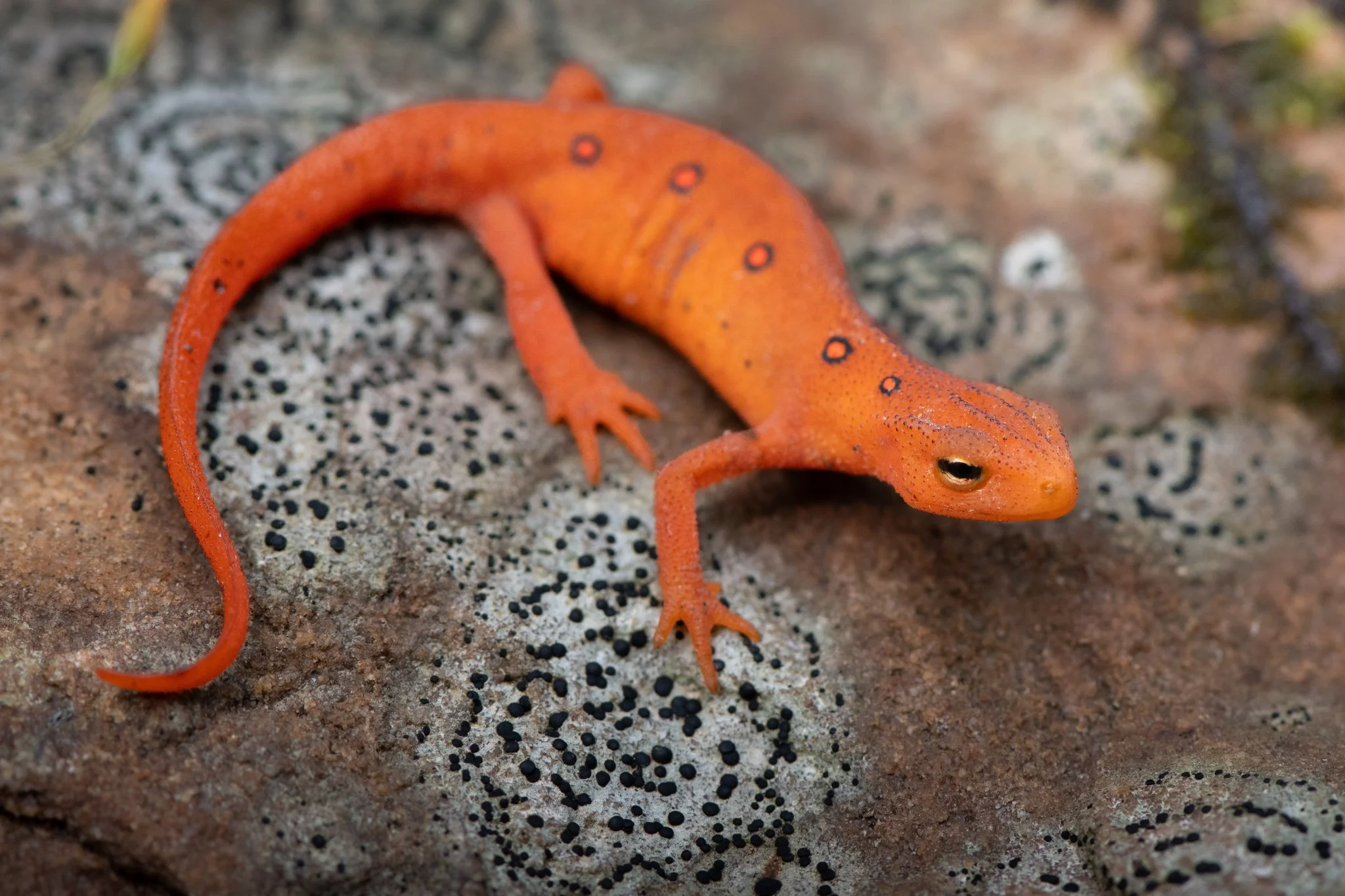 Baby Orange Salamander