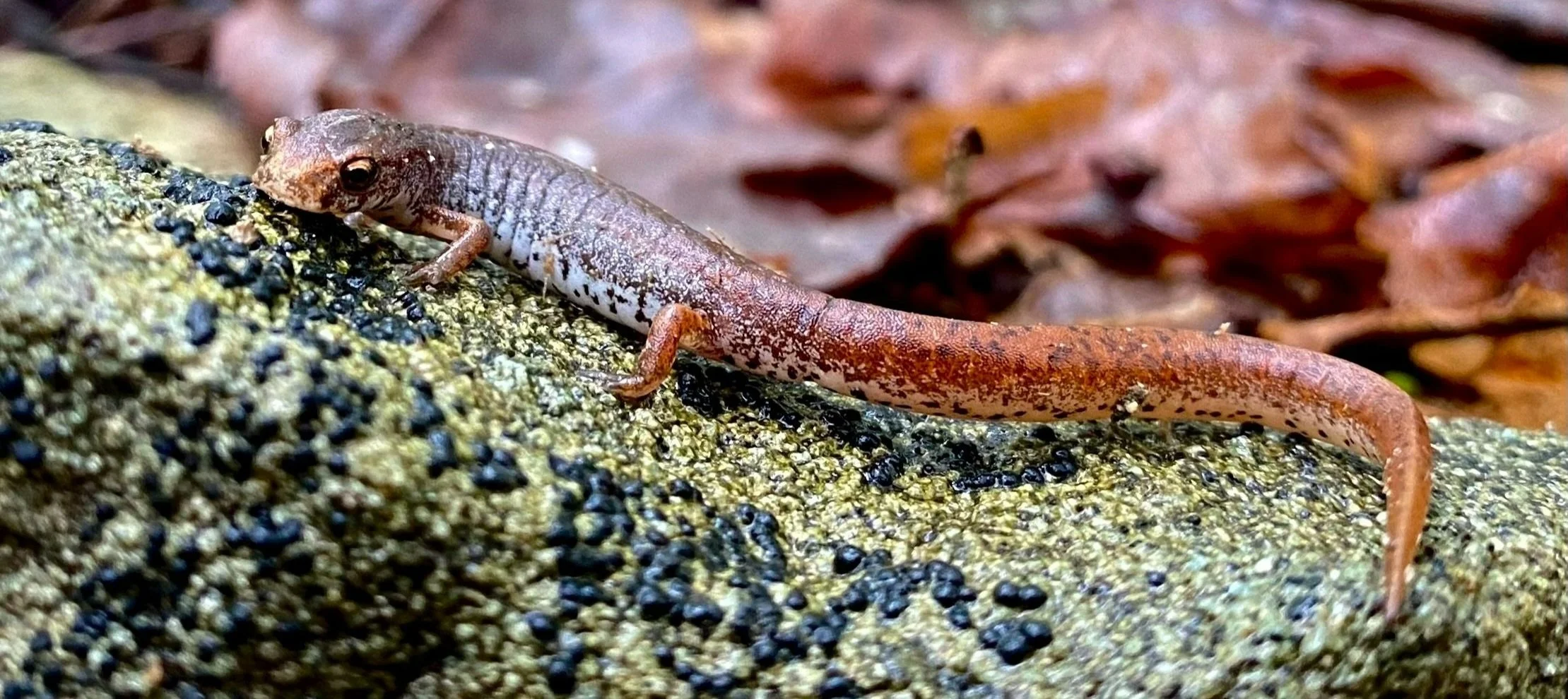 Desmognathus Ochrophaeus