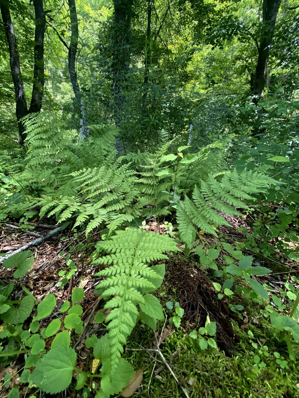 Ferns | Discover and Conserve Ferns Today — Friends of Blackwater