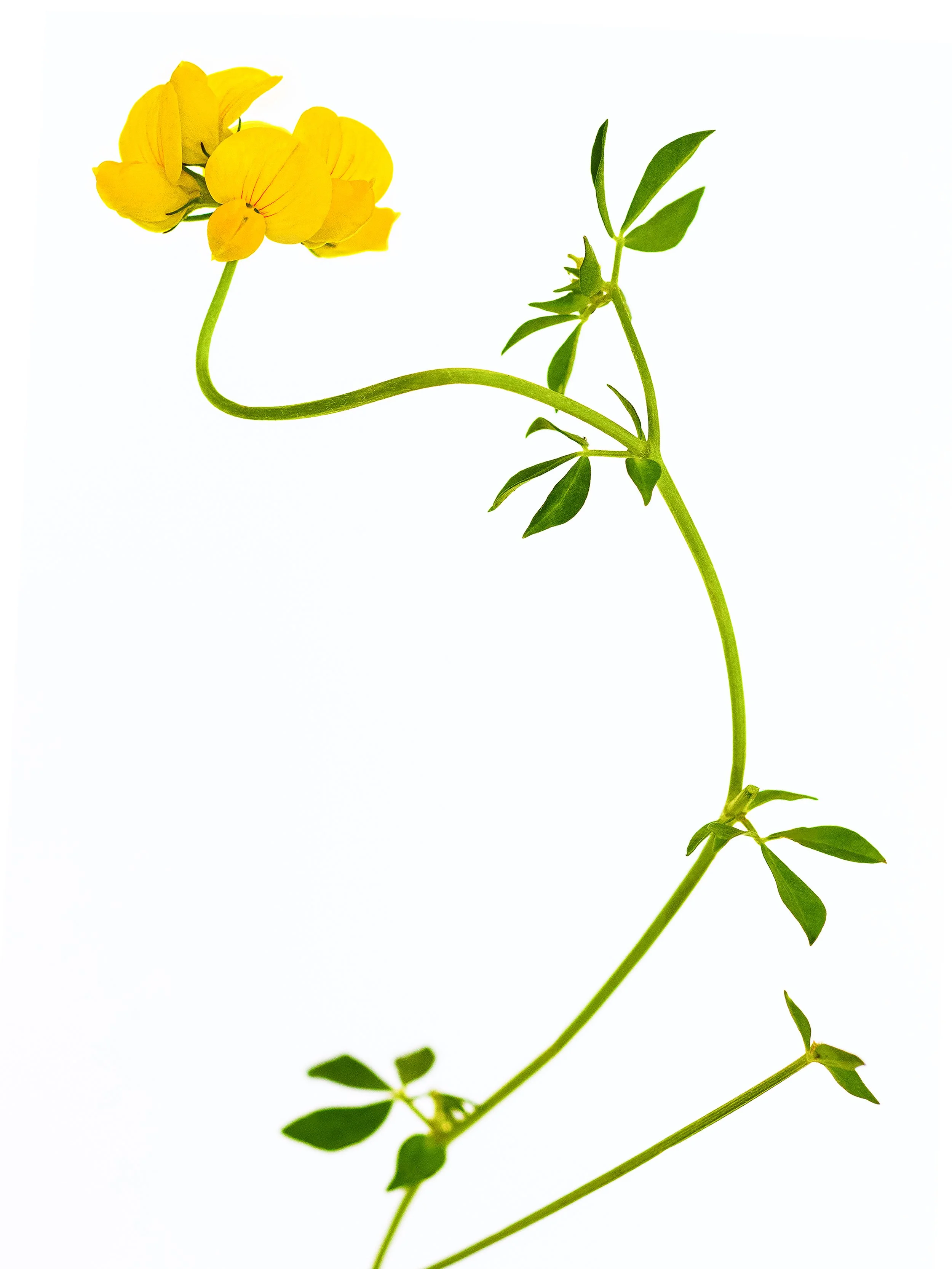 Flower Zen — Laura Grisamore