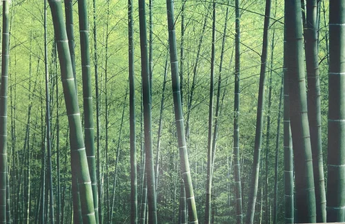 Bamboo Garden Wellness Center