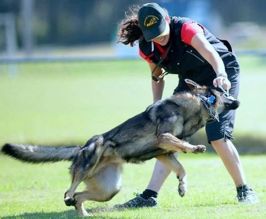 Canine Handler Fitness Ltd.