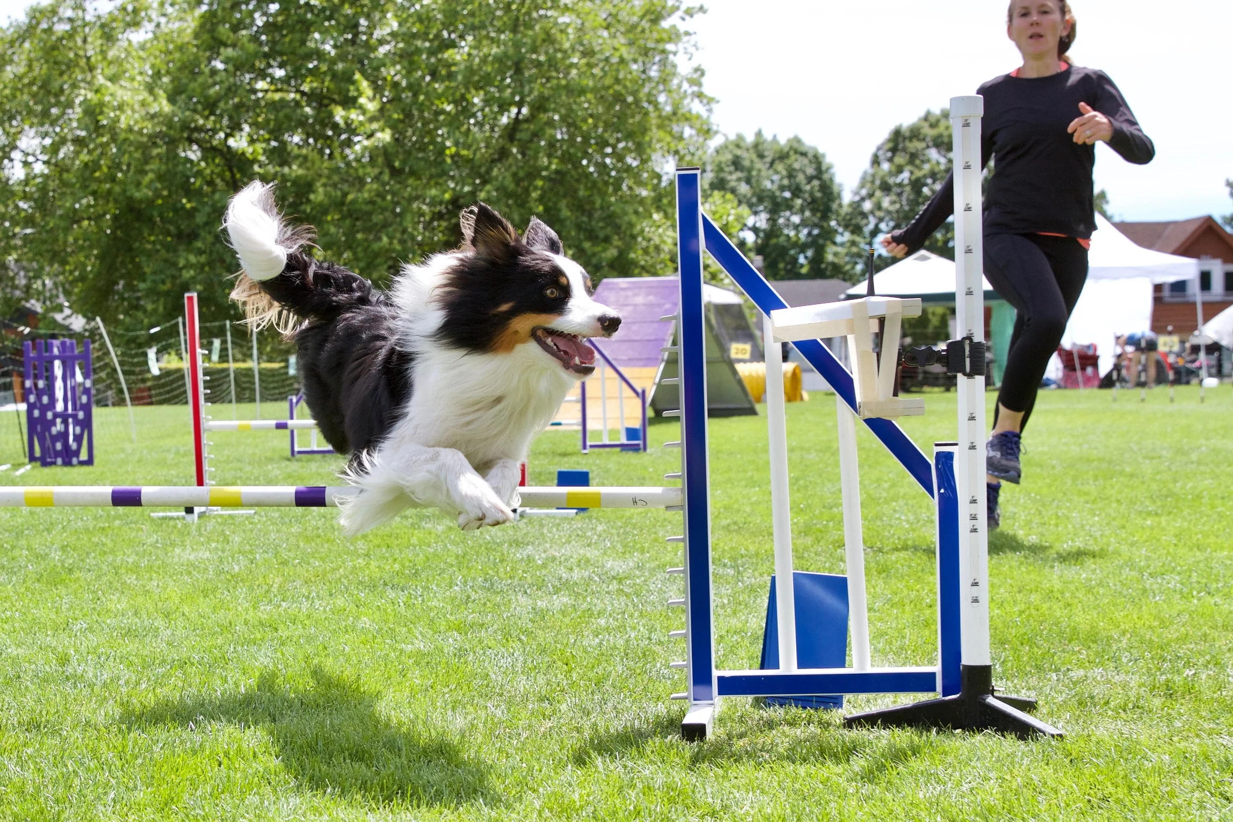 Canine Handler Fitness Ltd.
