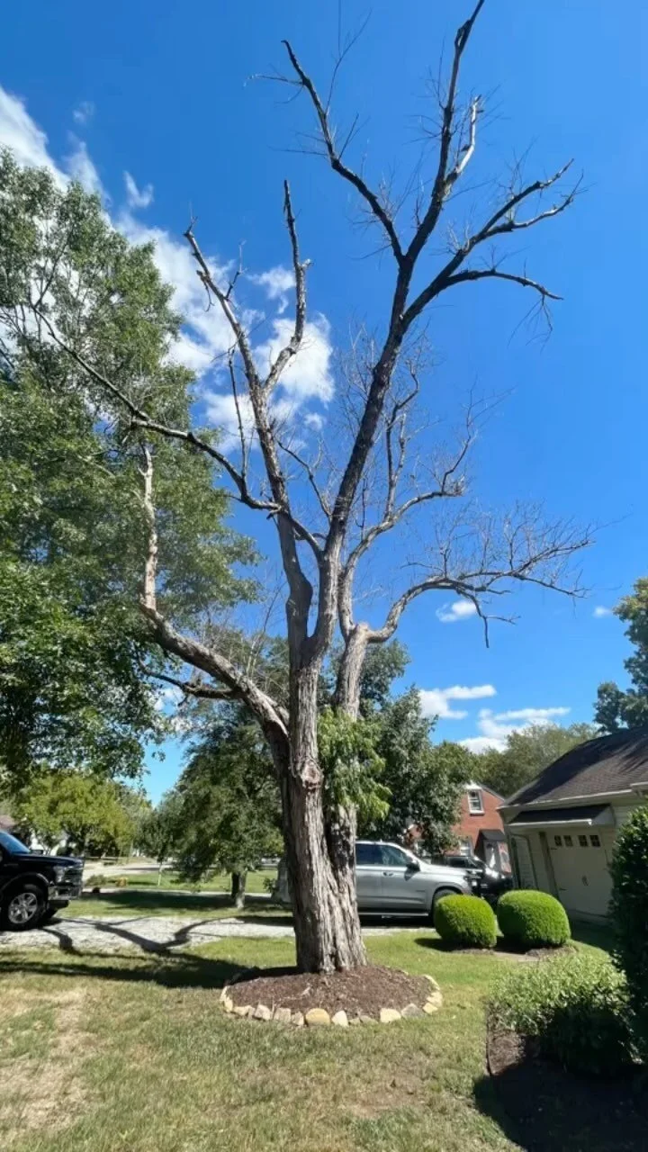 My Tree Guy TN | Nashville Tree Service | Tree Removal | Stump Grinding