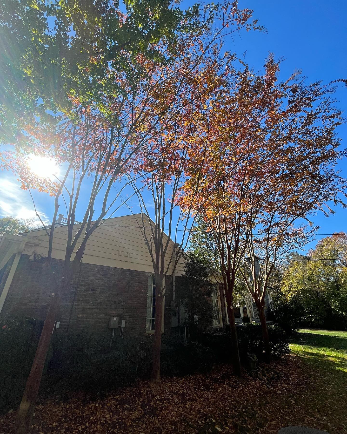 My Tree Guy TN | Nashville Tree Service | Tree Removal | Stump Grinding
