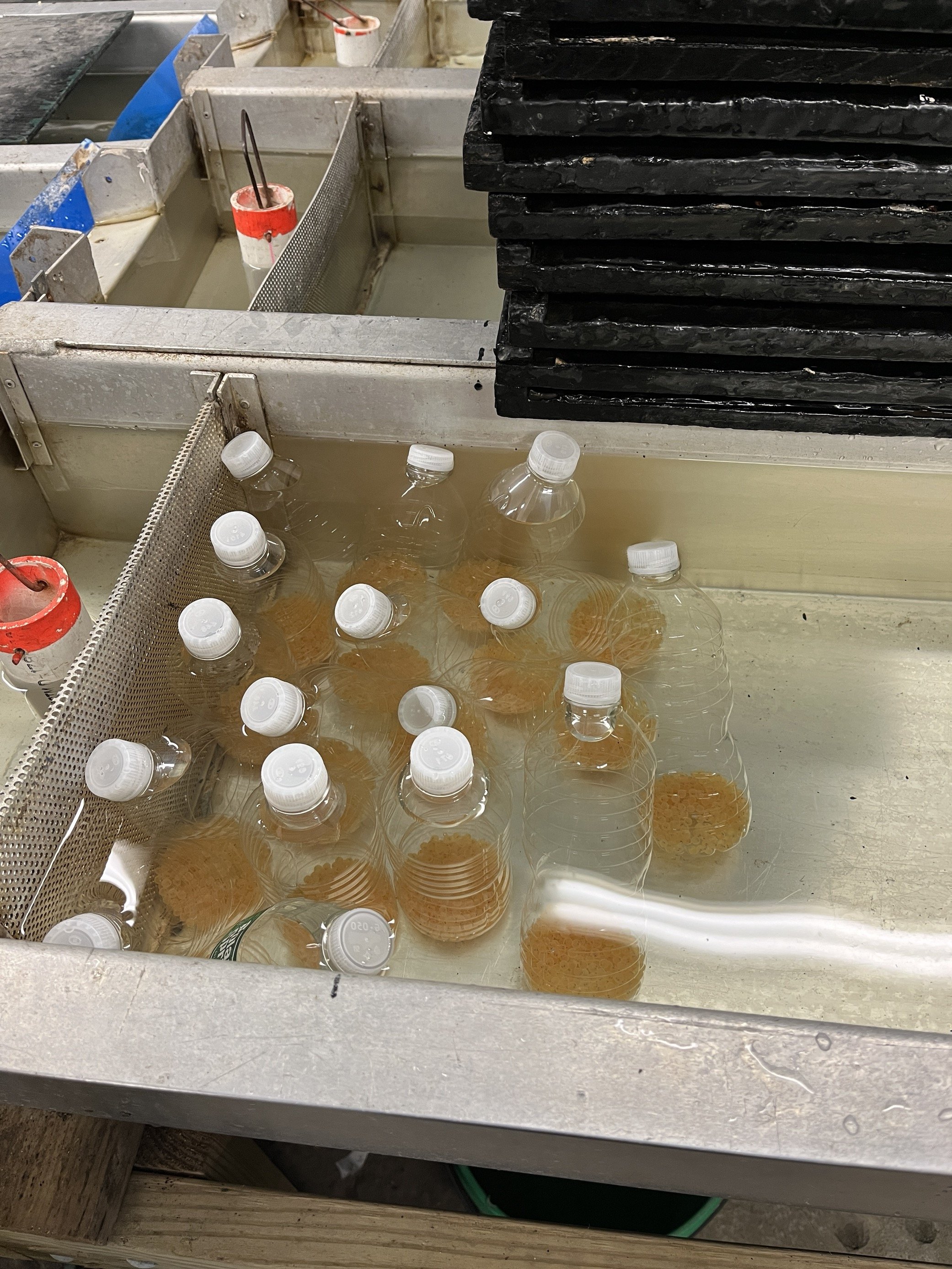 The trout eggs have arrived! — Greener Neighborhoods Cleaner Streams