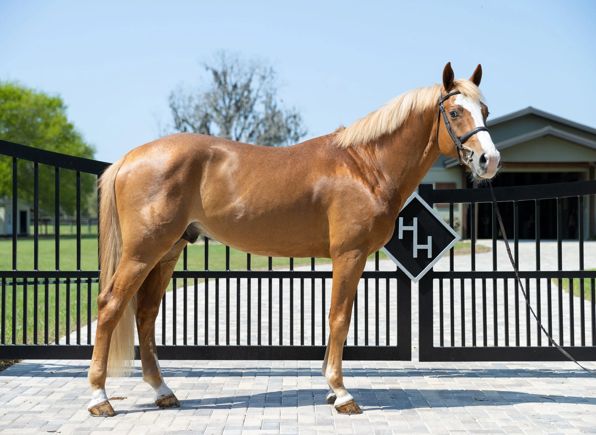 Stallions — Hunter Holloway