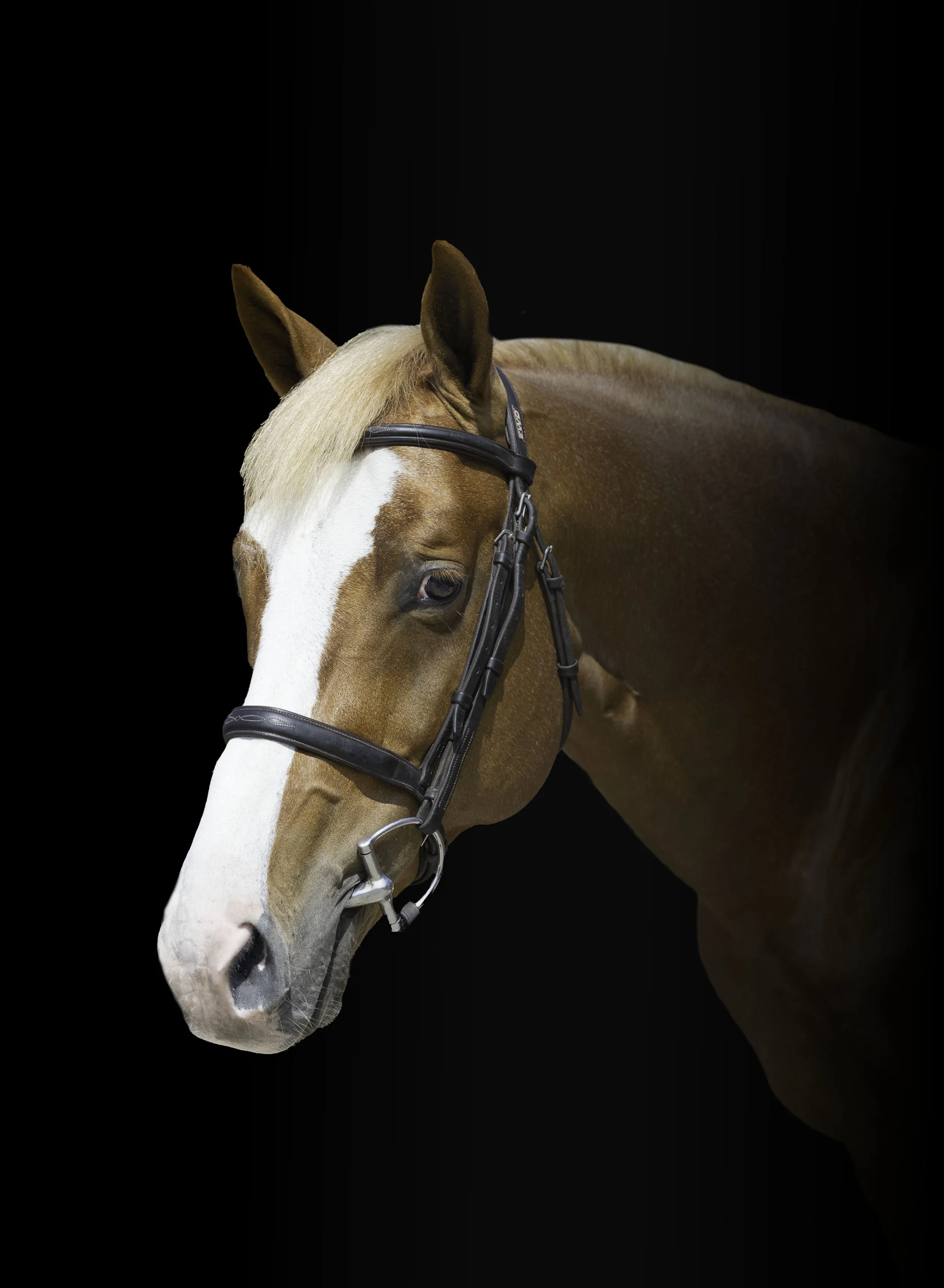 Stallions — Hunter Holloway