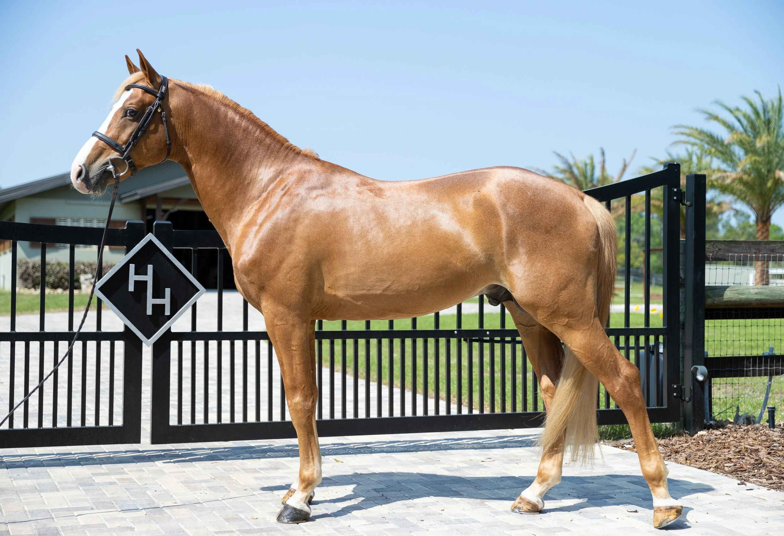 Stallions — Hunter Holloway