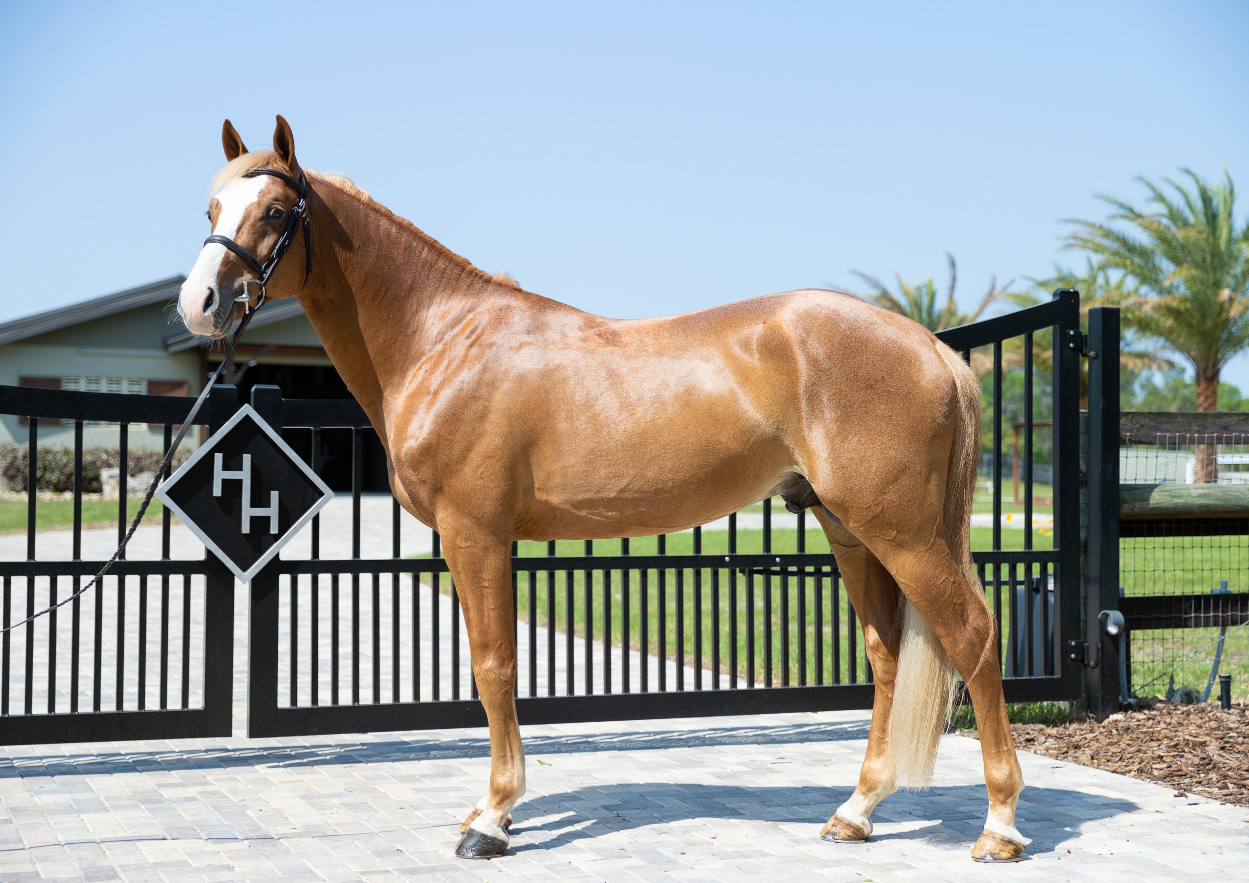 Stallions — Hunter Holloway