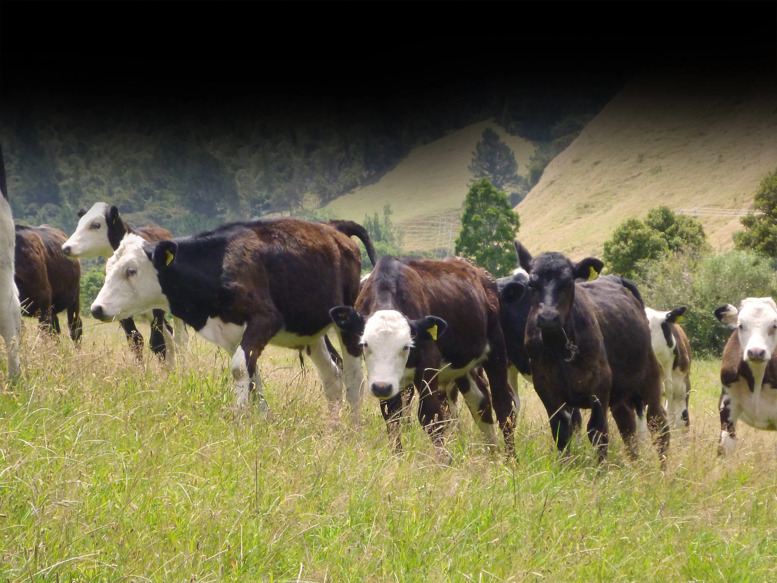 Cattle Products — Horizon Agresources