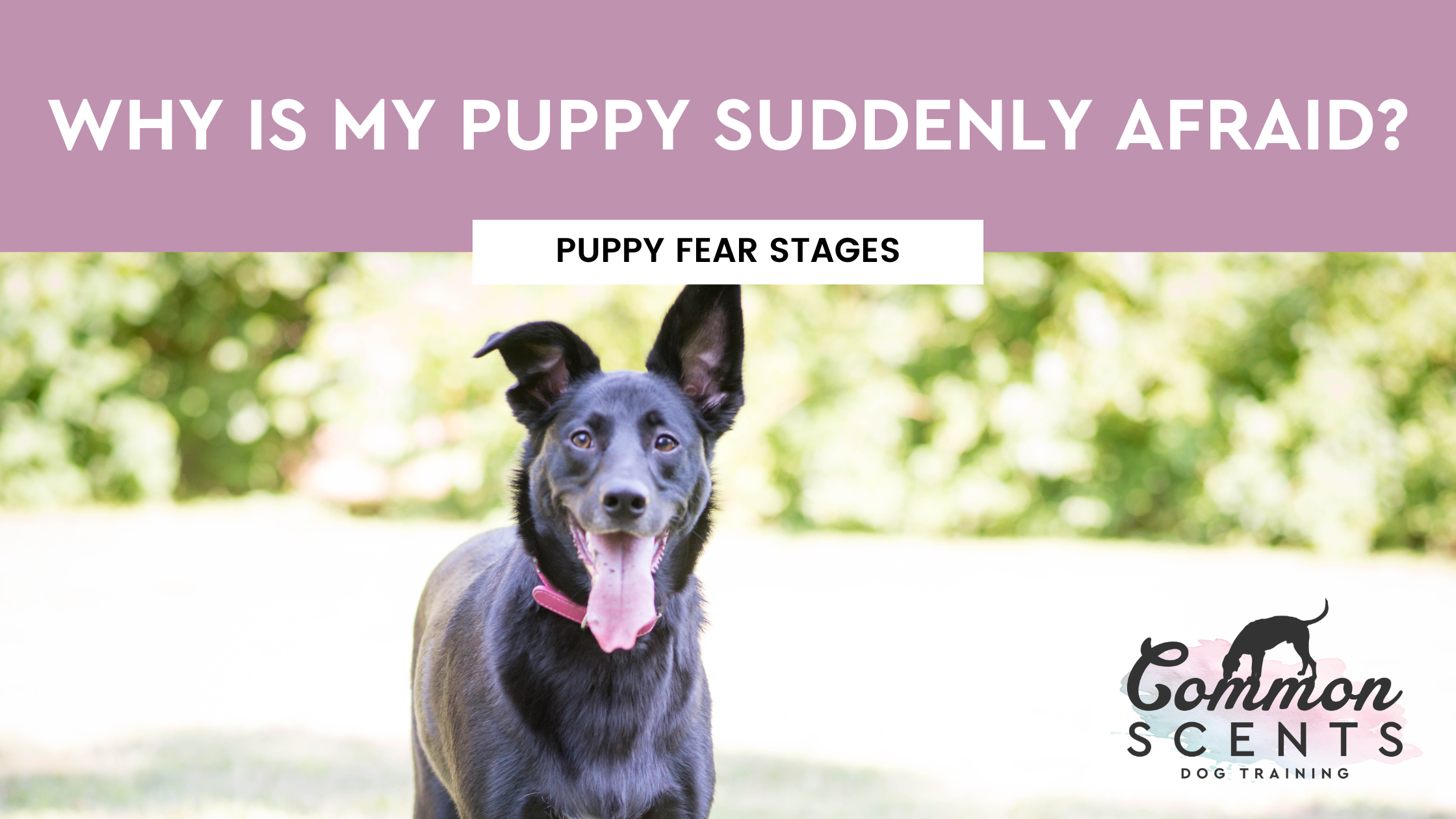 Why Is My Puppy Suddenly Afraid | Puppy Fear Stages — Common Scents Dog ...