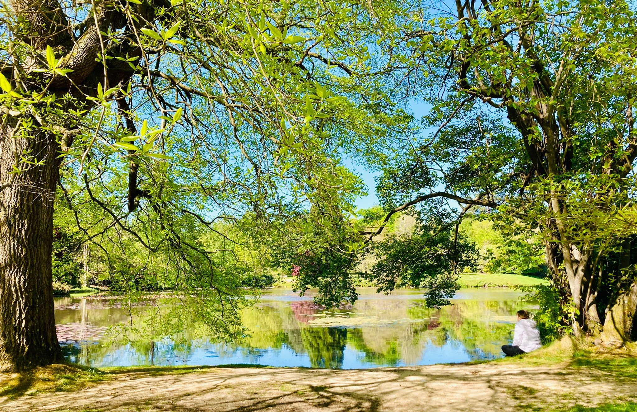 Forest Bathing — Amandala