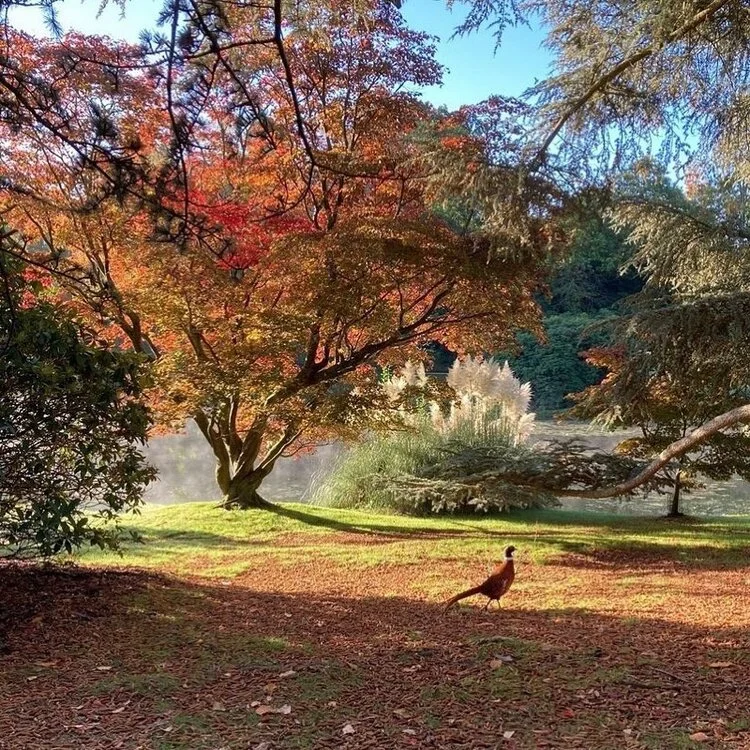 Forest Bathing — Amandala