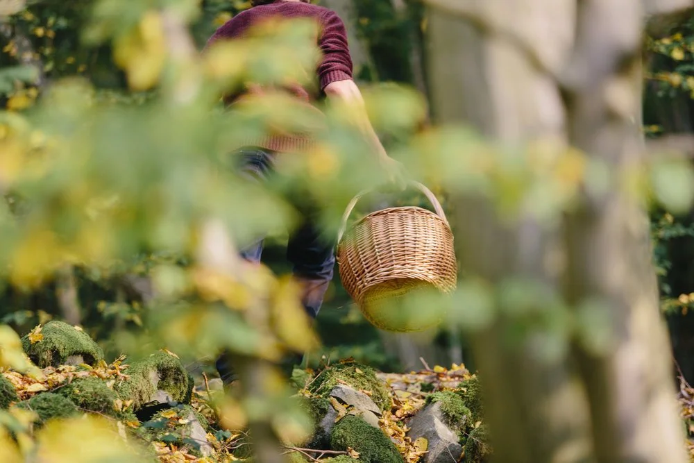 Leer alles over wildplukken! — Forest To Plate