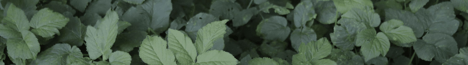 zevenblad — Forest To Plate