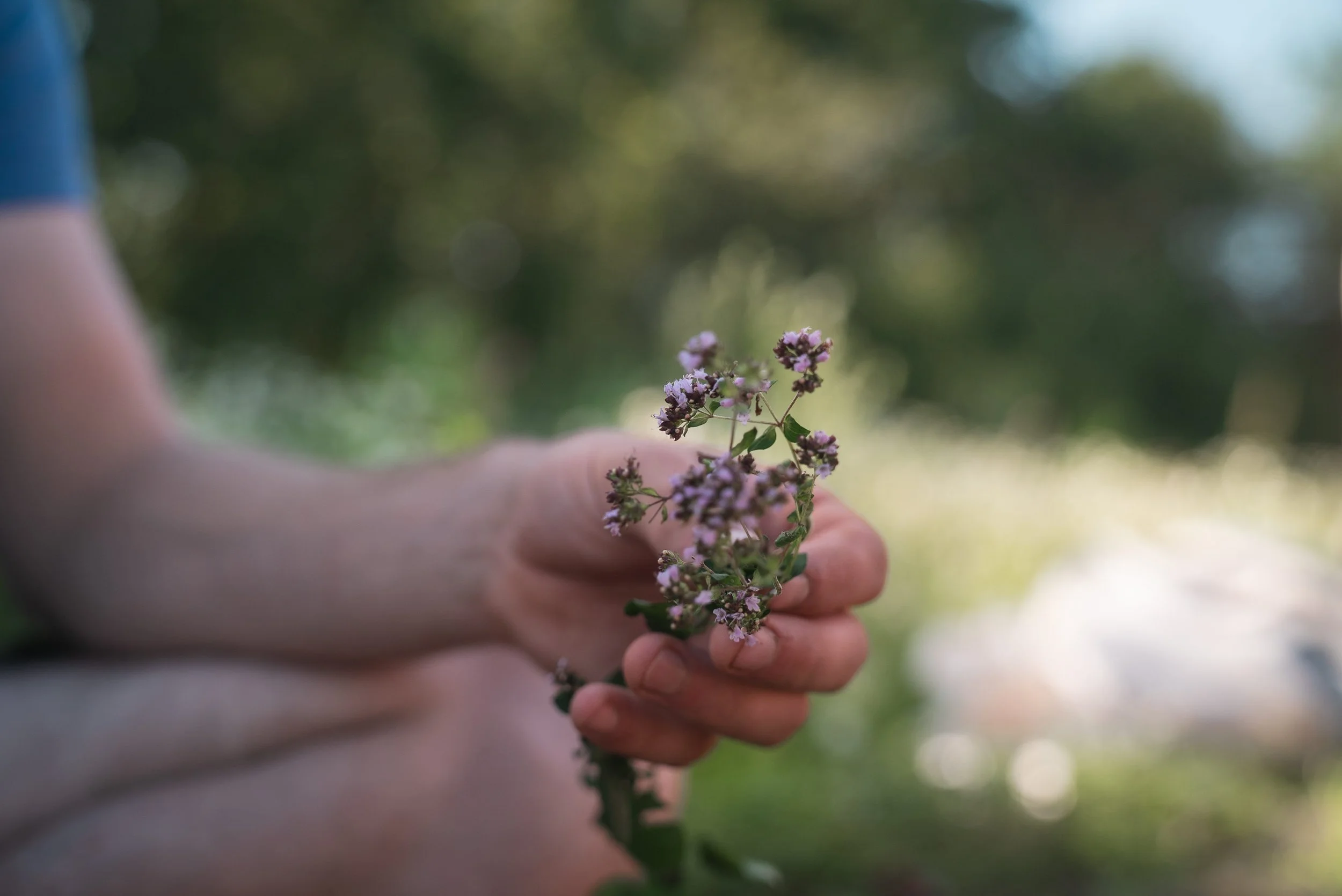 jaaropleiding wildplukken vlaanderen — Forest To Plate