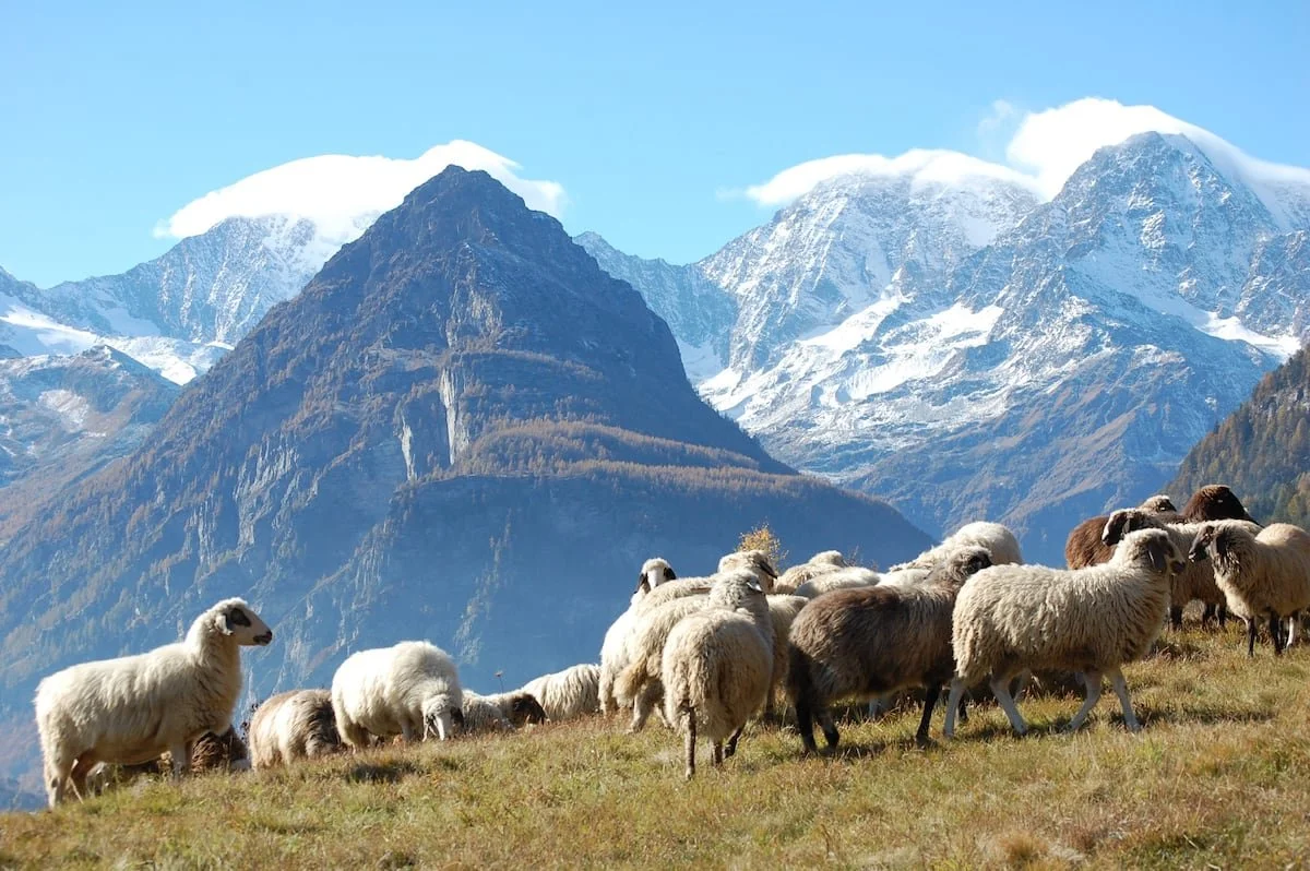 FULL | 7-Day Wild Food Italian Alps — Forest To Plate