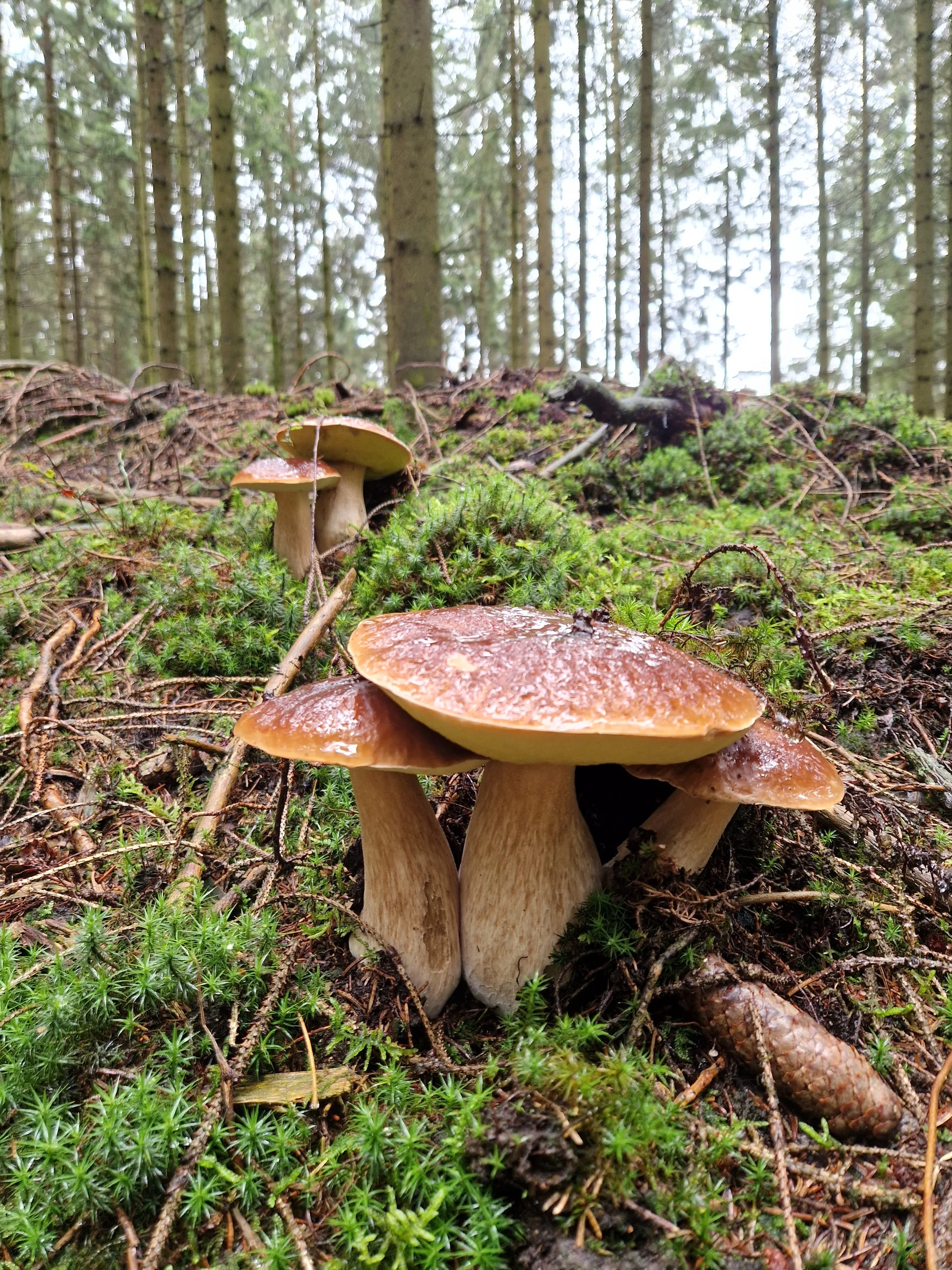 Mushroom walk Belgium — Forest To Plate