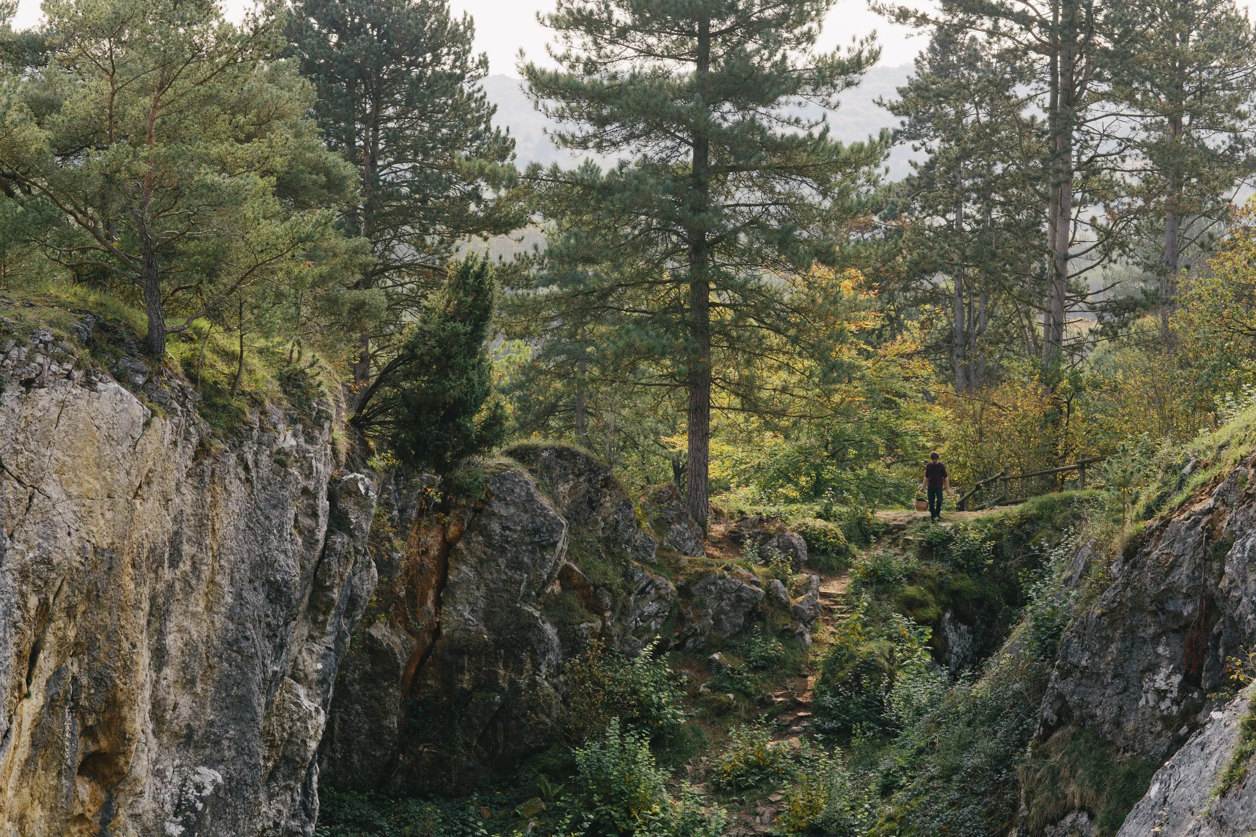 Discover Wild Edibles: 7-Day Foraging Trip in France | Organic Meals ...