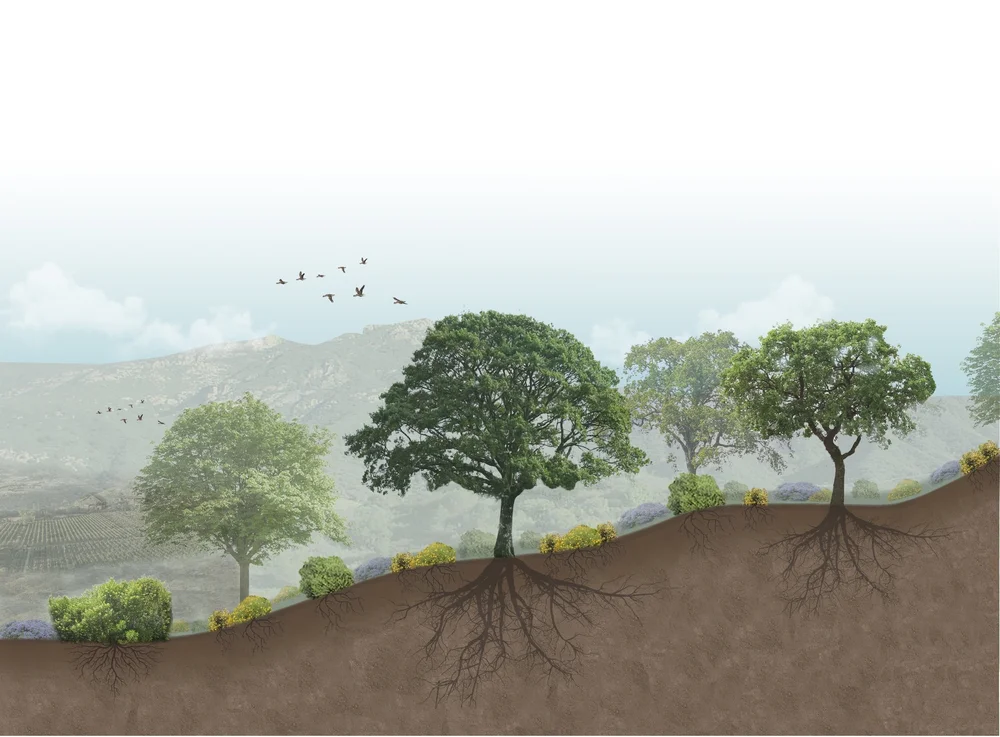 Wildfire Mitigation Toolkit — Land Resilience Partnership