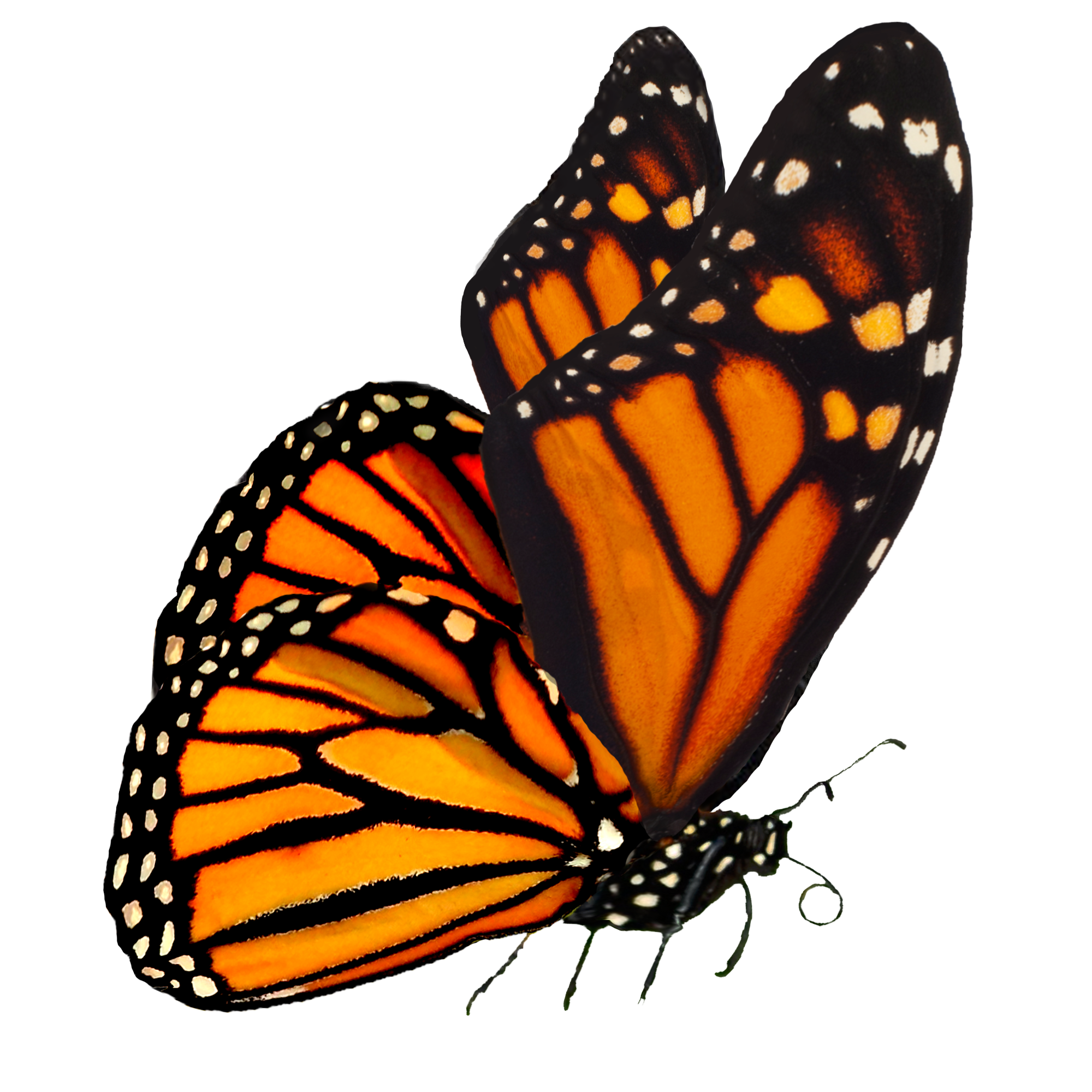 Pollinator Corridors — Land Resilience Partnership