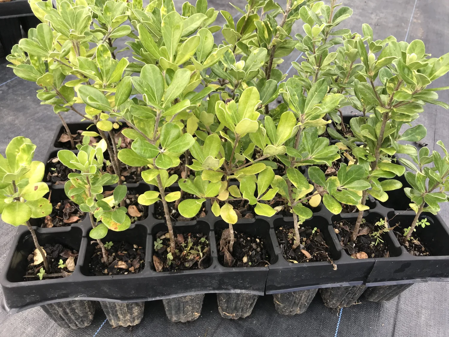 Wholesale Supplier of New Zealand Native Shrubs — Tawa Road Native Nursery