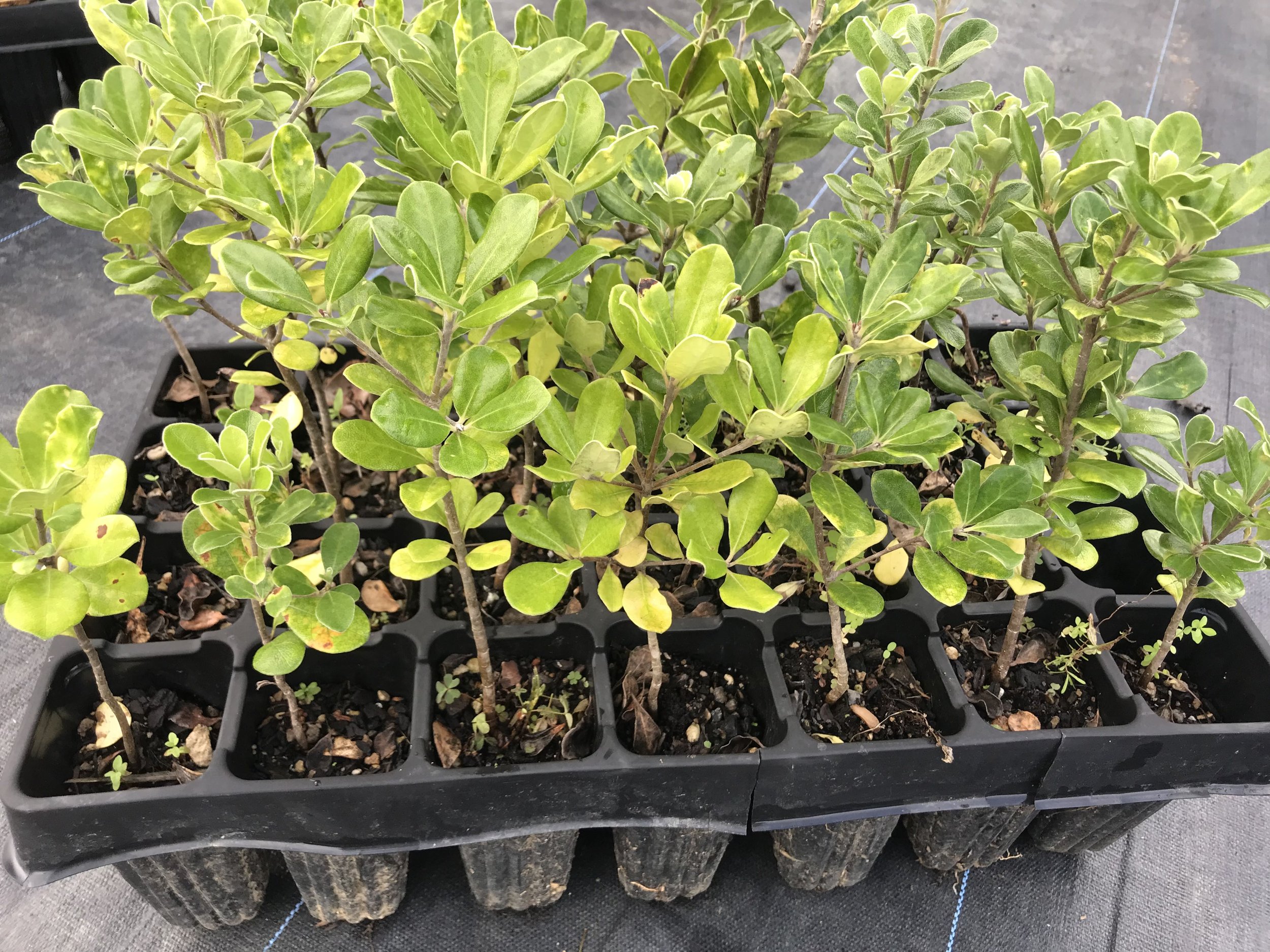 Wholesale Supplier of New Zealand Native Shrubs — Tawa Road Native Nursery