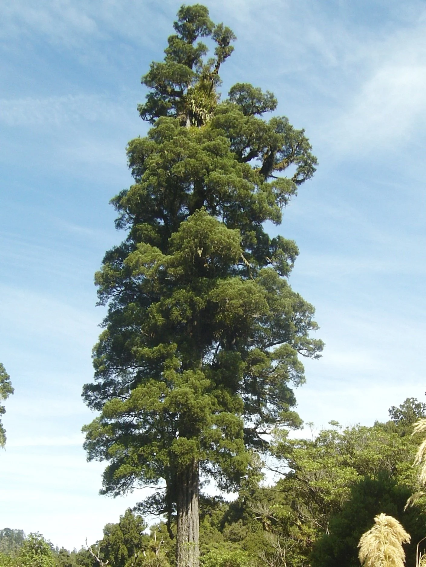 Wholesale New Zealand Native Tree Nursery — Tawa Road Native Nursery