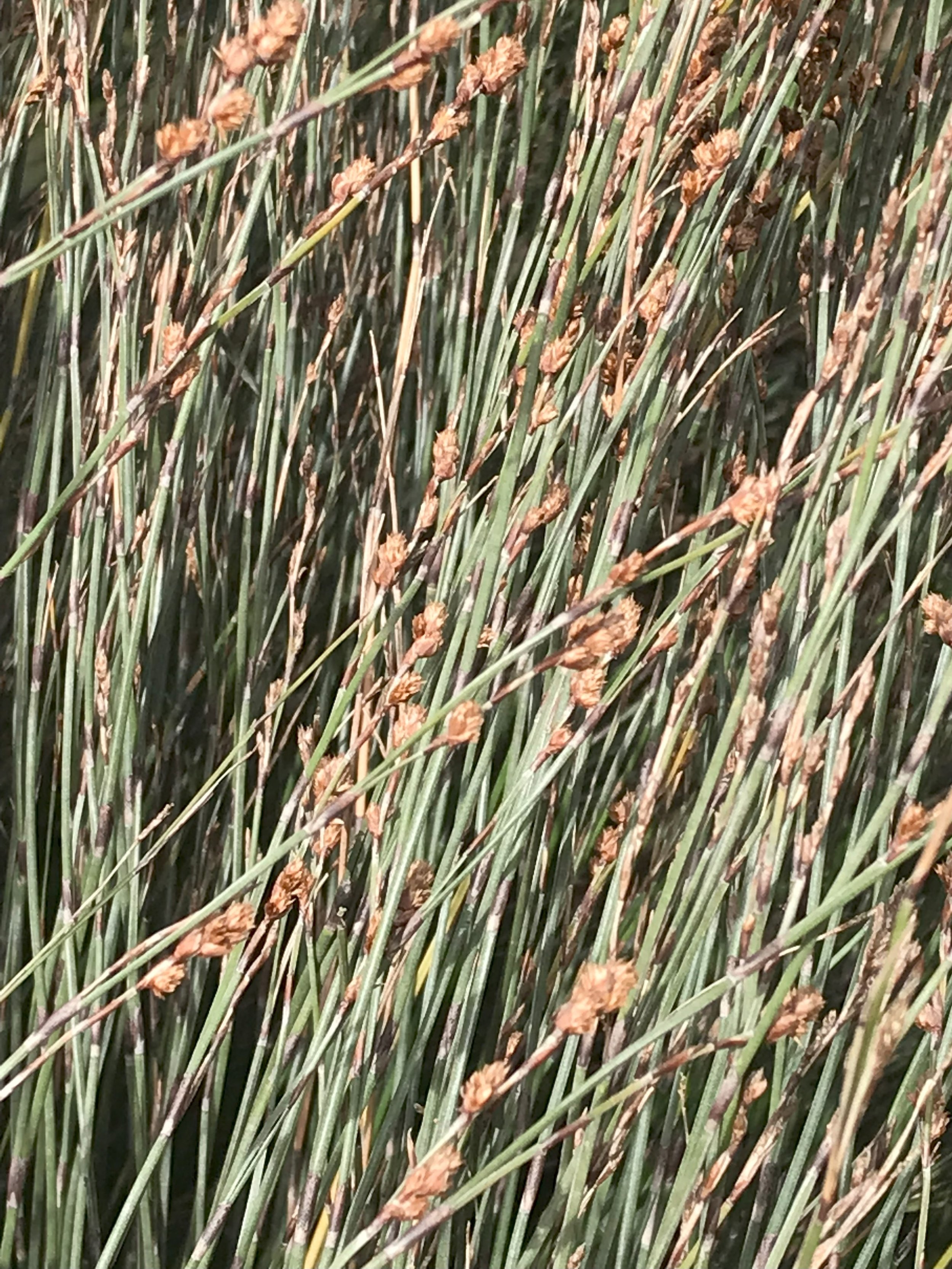 Supplies Wholesale New Zealand Native Grasses — Tawa Road Native Nursery
