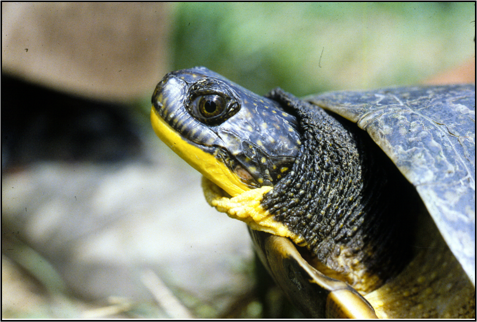 What’s so special about the Blanding’s Turtle — Hudsonia Ltd