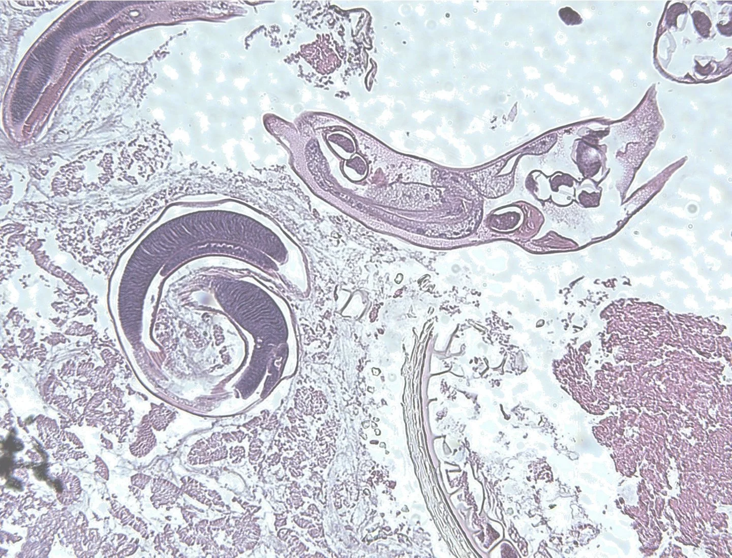 Contact — The King Lab at McGill University