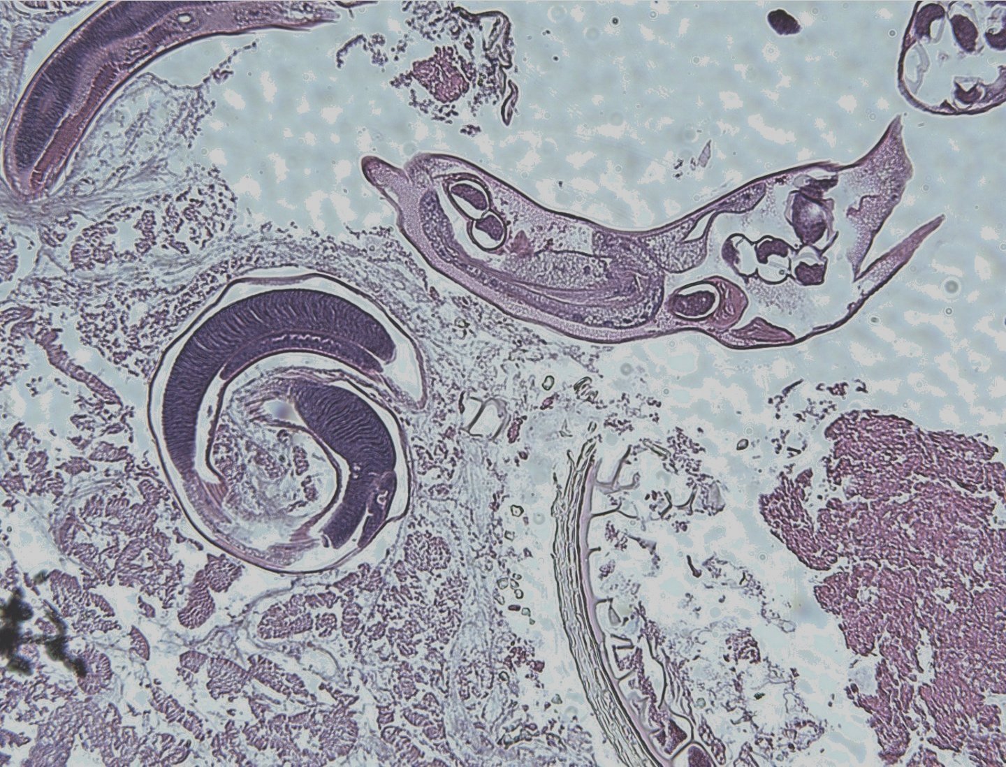 The King Lab at McGill University