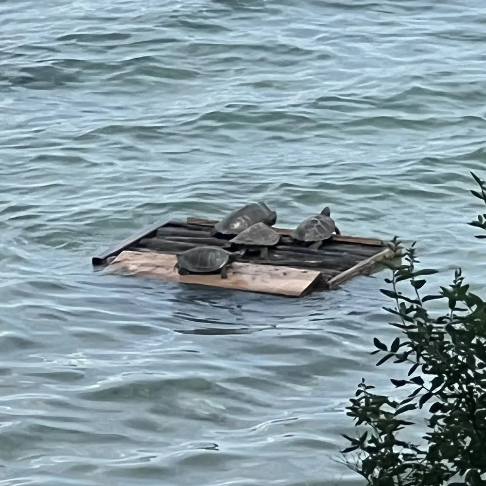 2nd Annual Turtle Raft Build — Diamond Lake Association