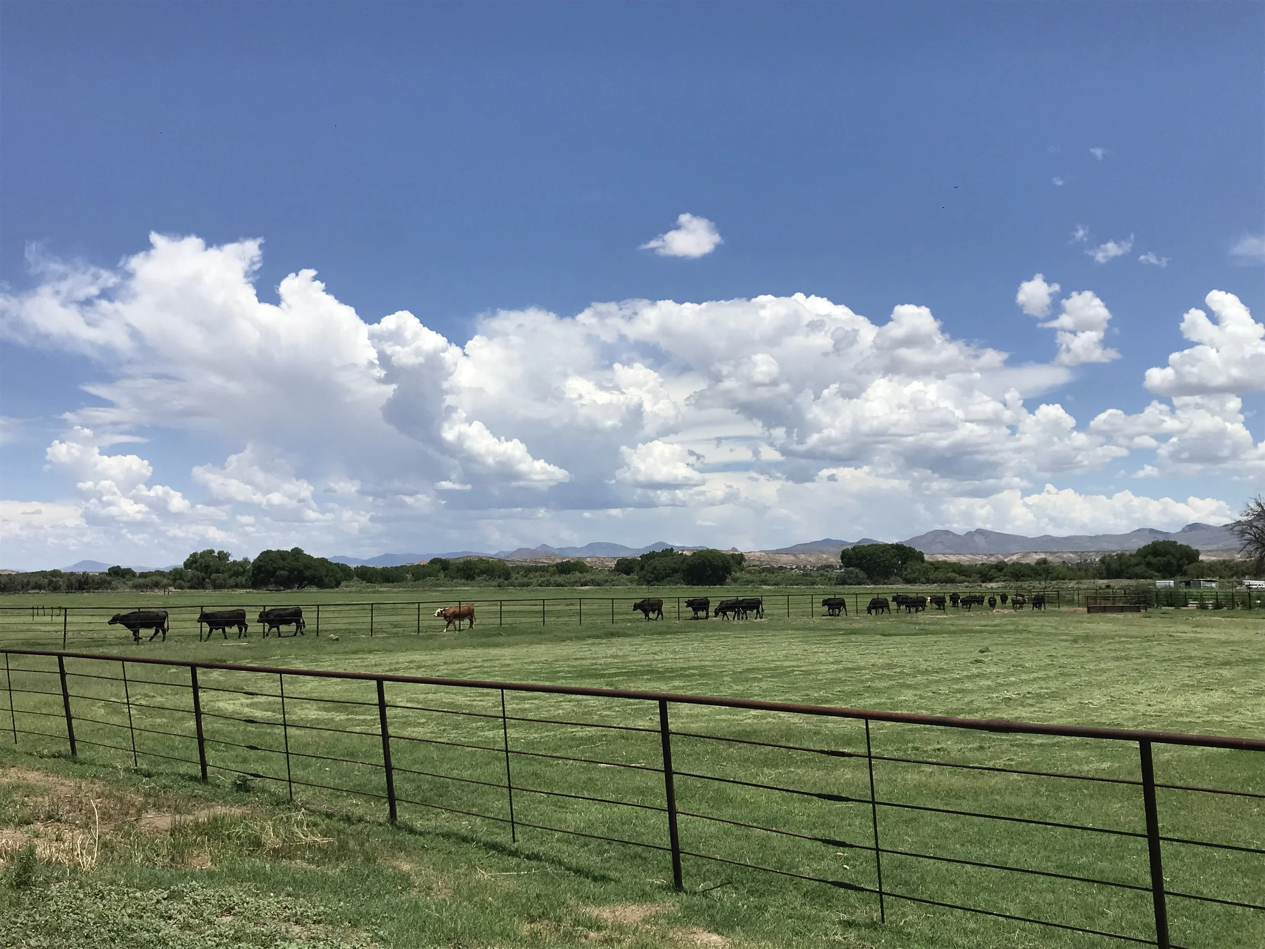 Gila River Farms | Quality Grass Fed Beef | Tucson & Phoenix, AZ